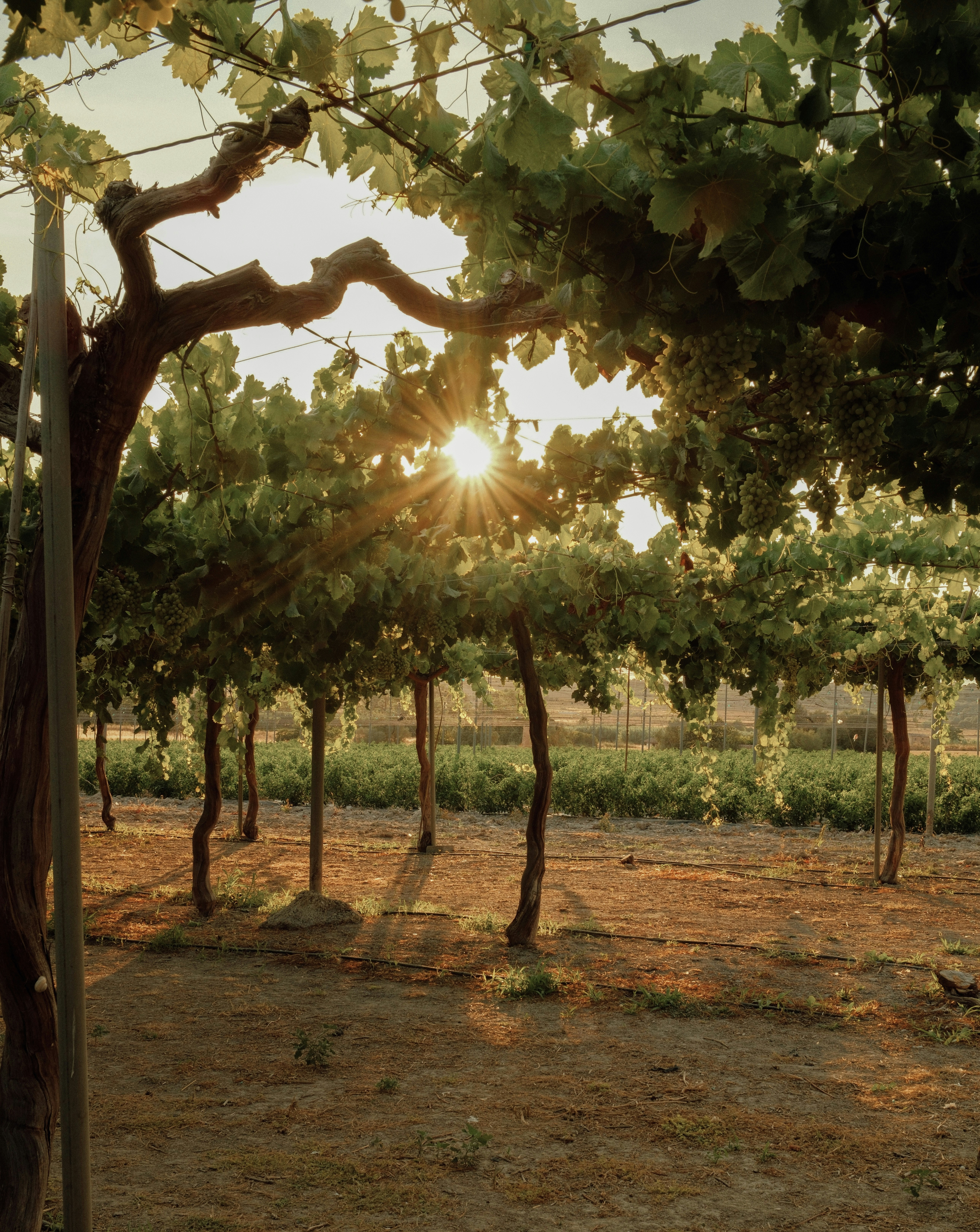 Sunlit Vineyard Canopy: Grape Vines and Starburst in Quiet Dusk