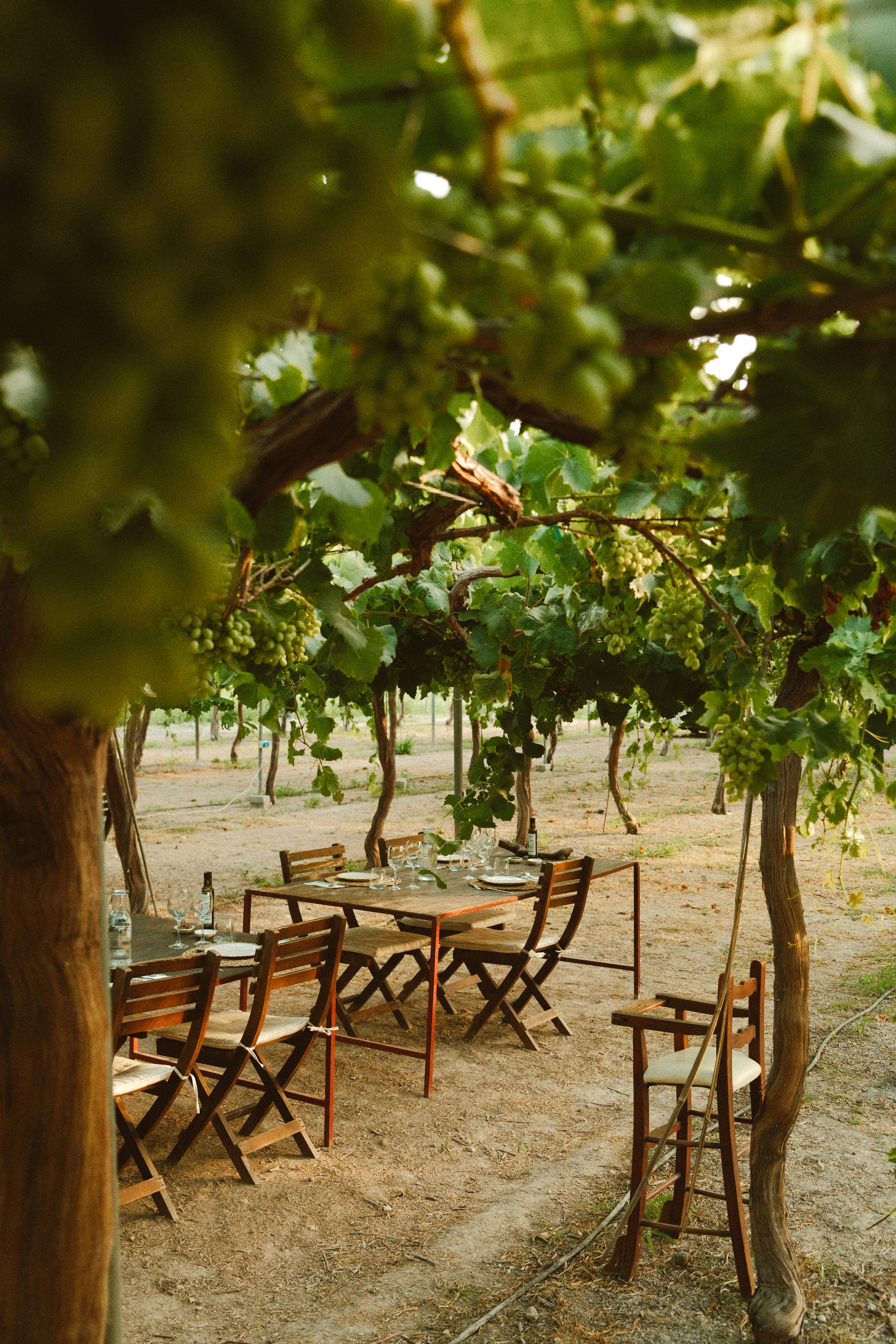 Grapevine Dining in Dappled Sunset Light