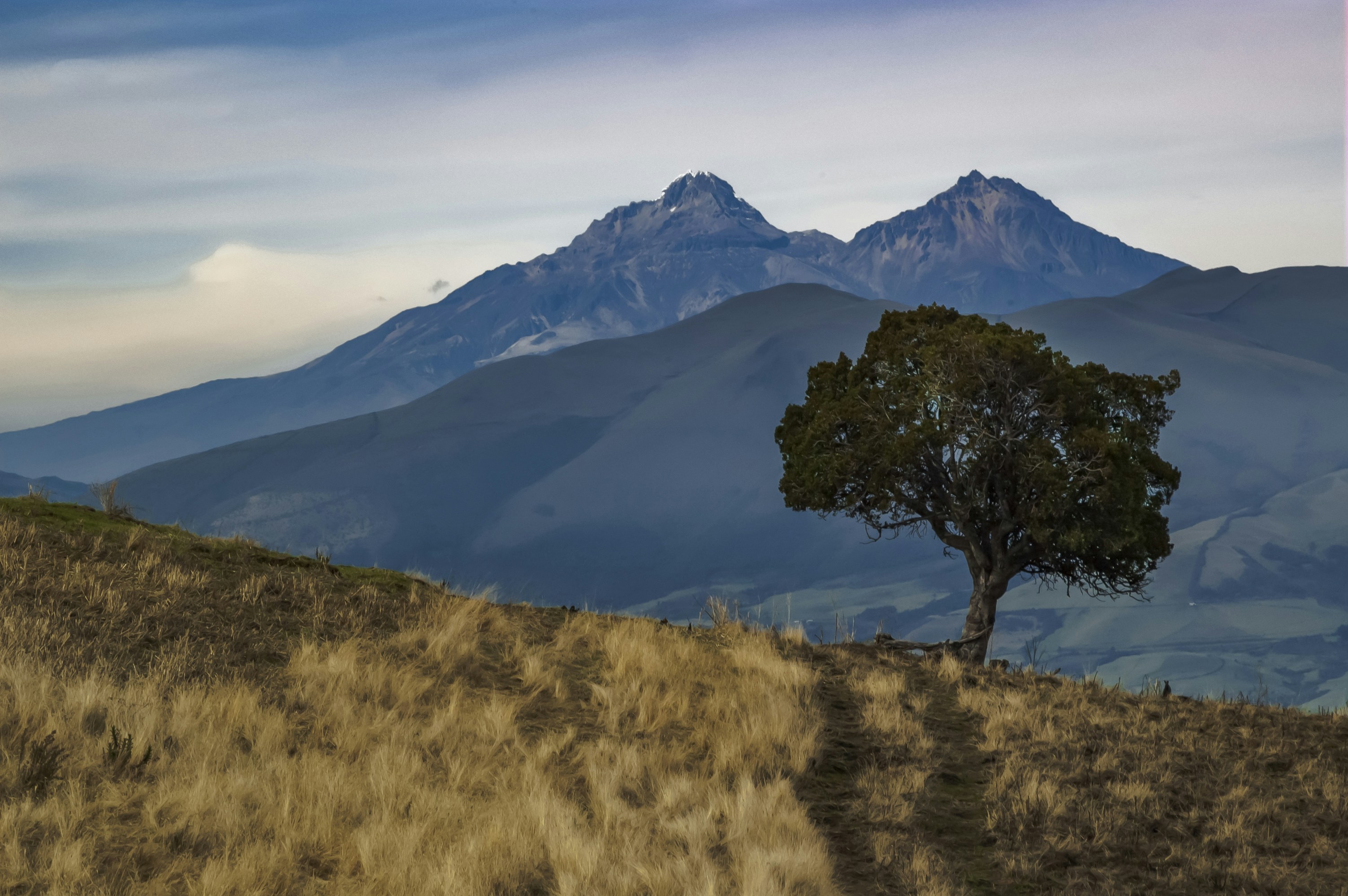 Sunlit hillside with a solitary tree set against rolling blue mountains and a clear sky.