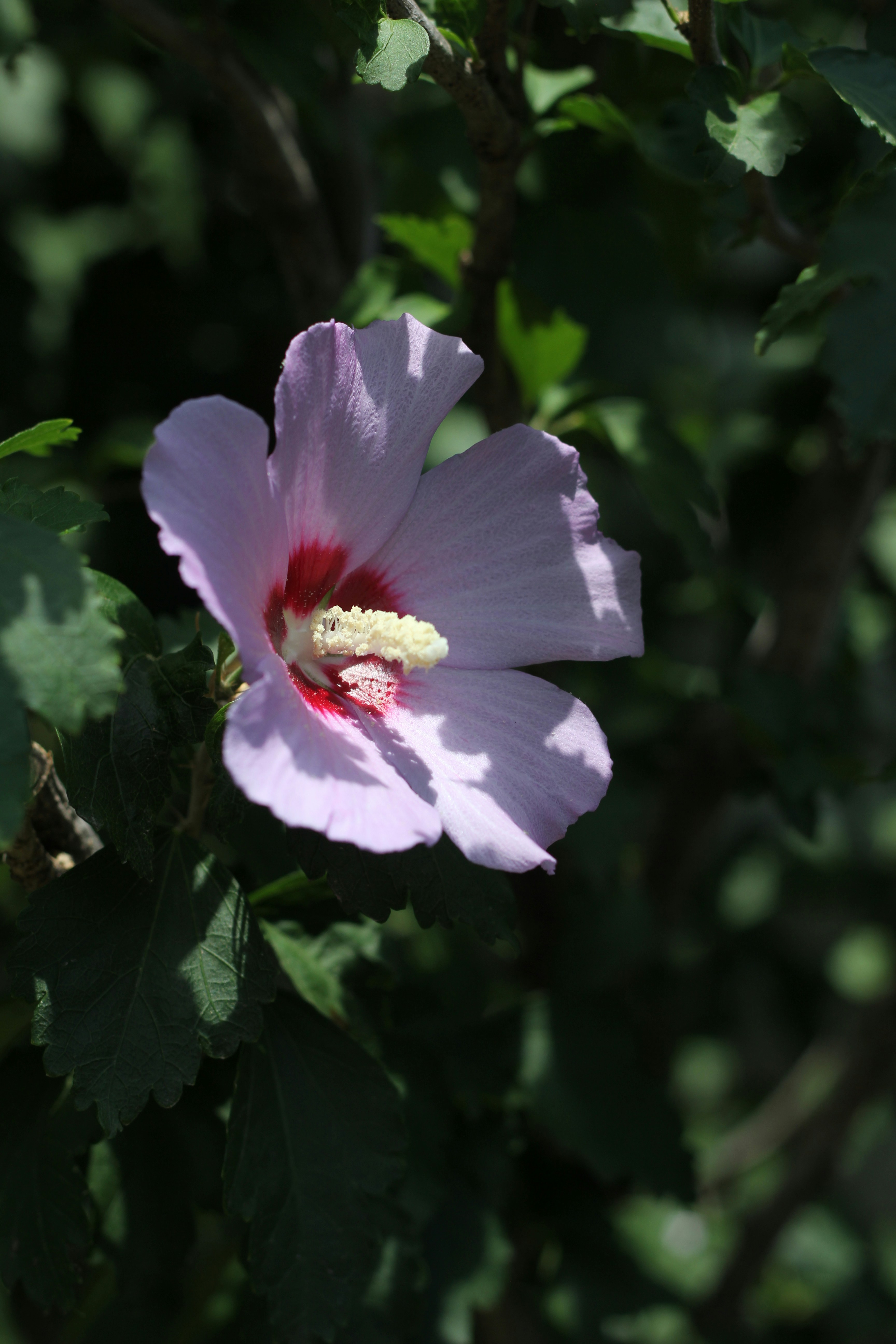 Lilac Hibiscus in Dappled Shade