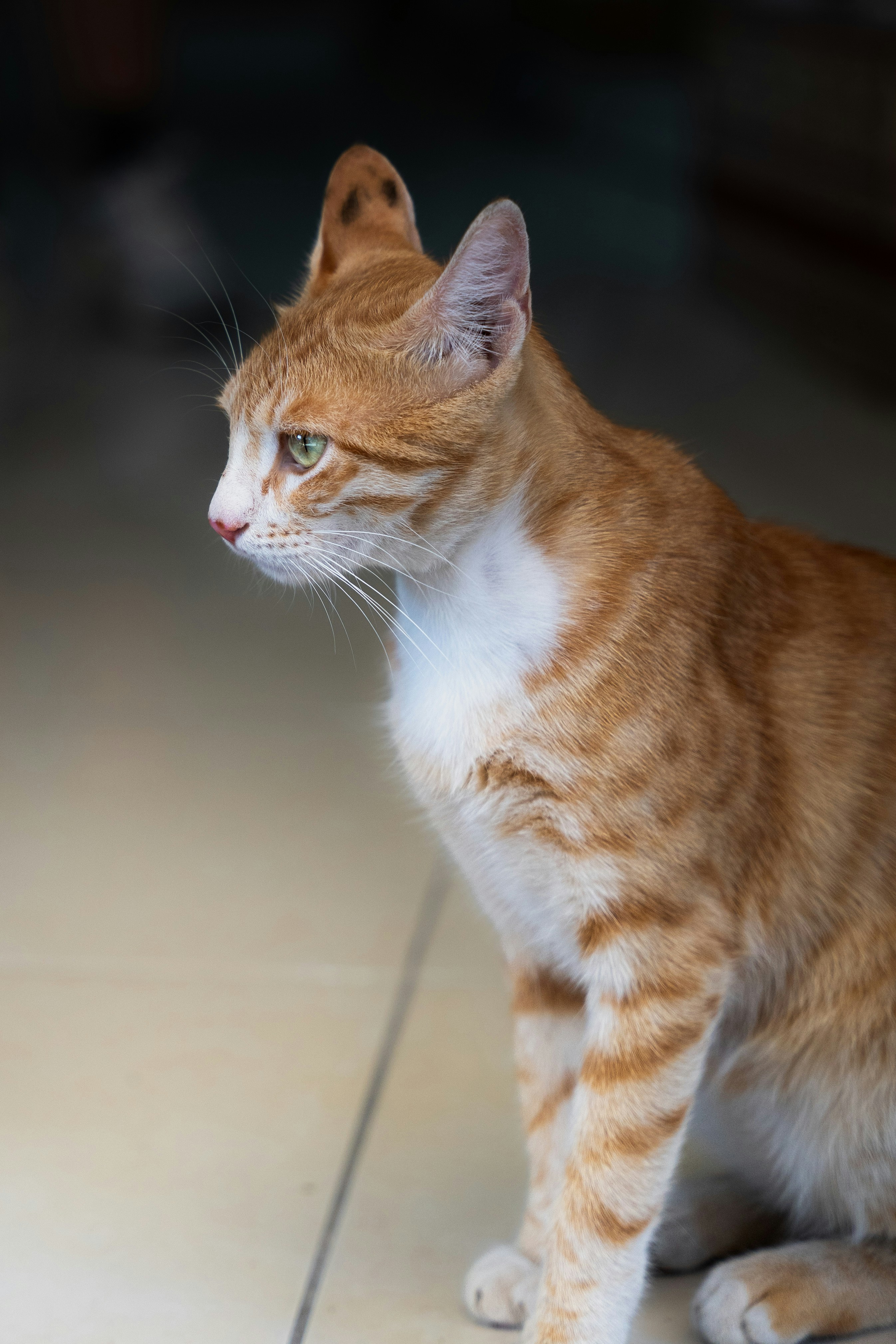 Contemplative Orange Tabby: Profile in Soft Light