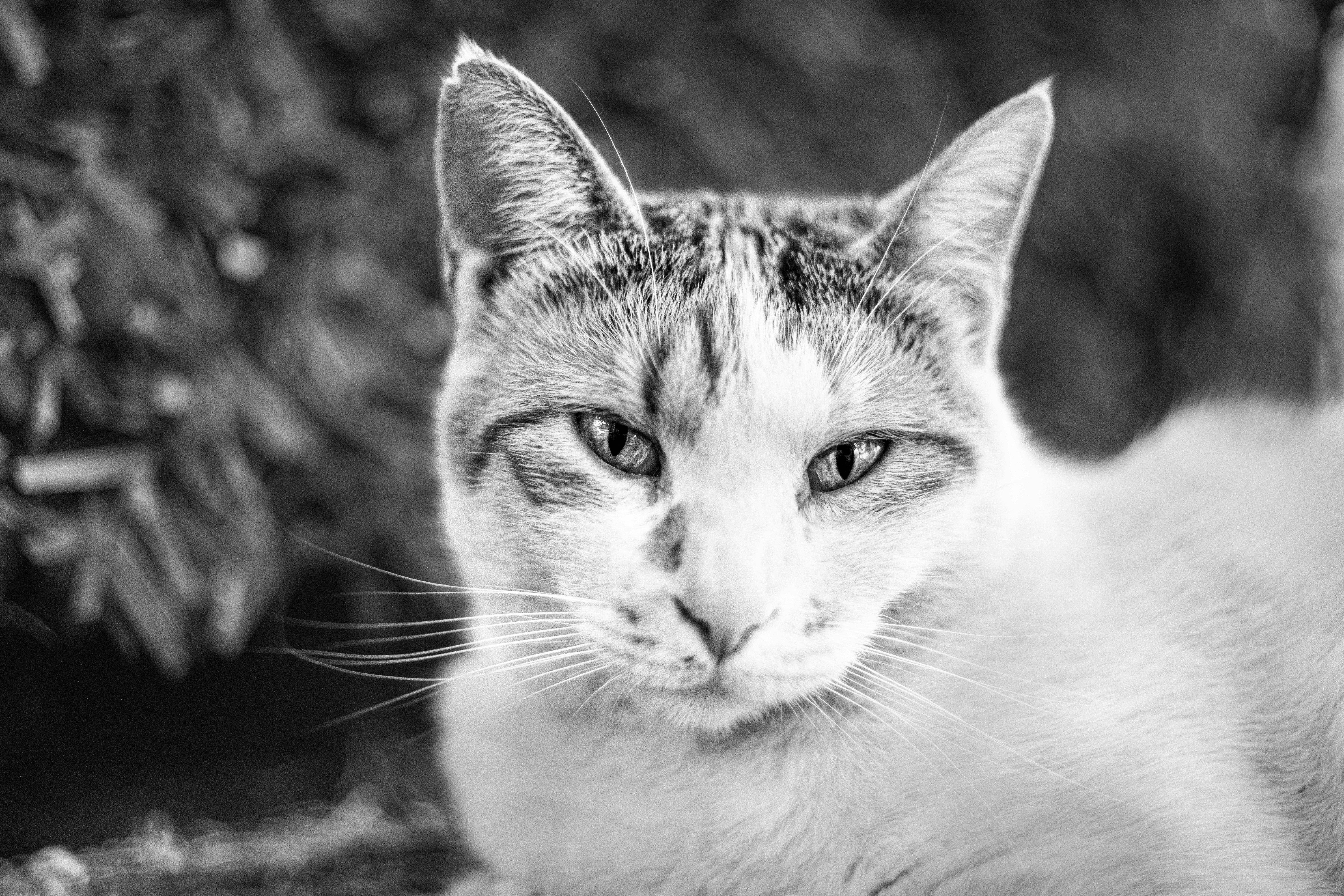 Cat's Quiet Gaze: a Portrait in Soft Grayscale