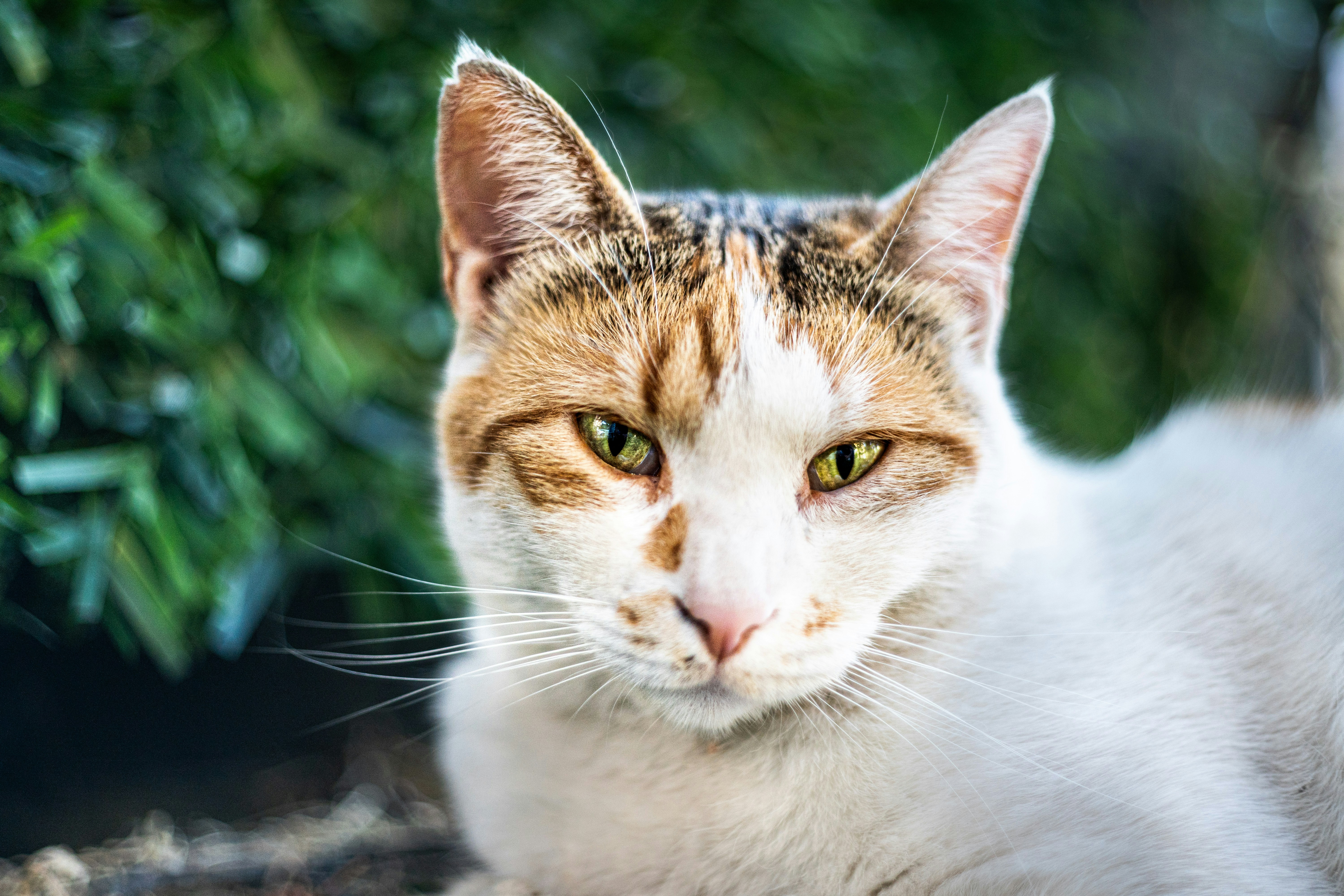 Close-Up of a Calm Cat: Golden-Eyed Gaze in a Green Frame