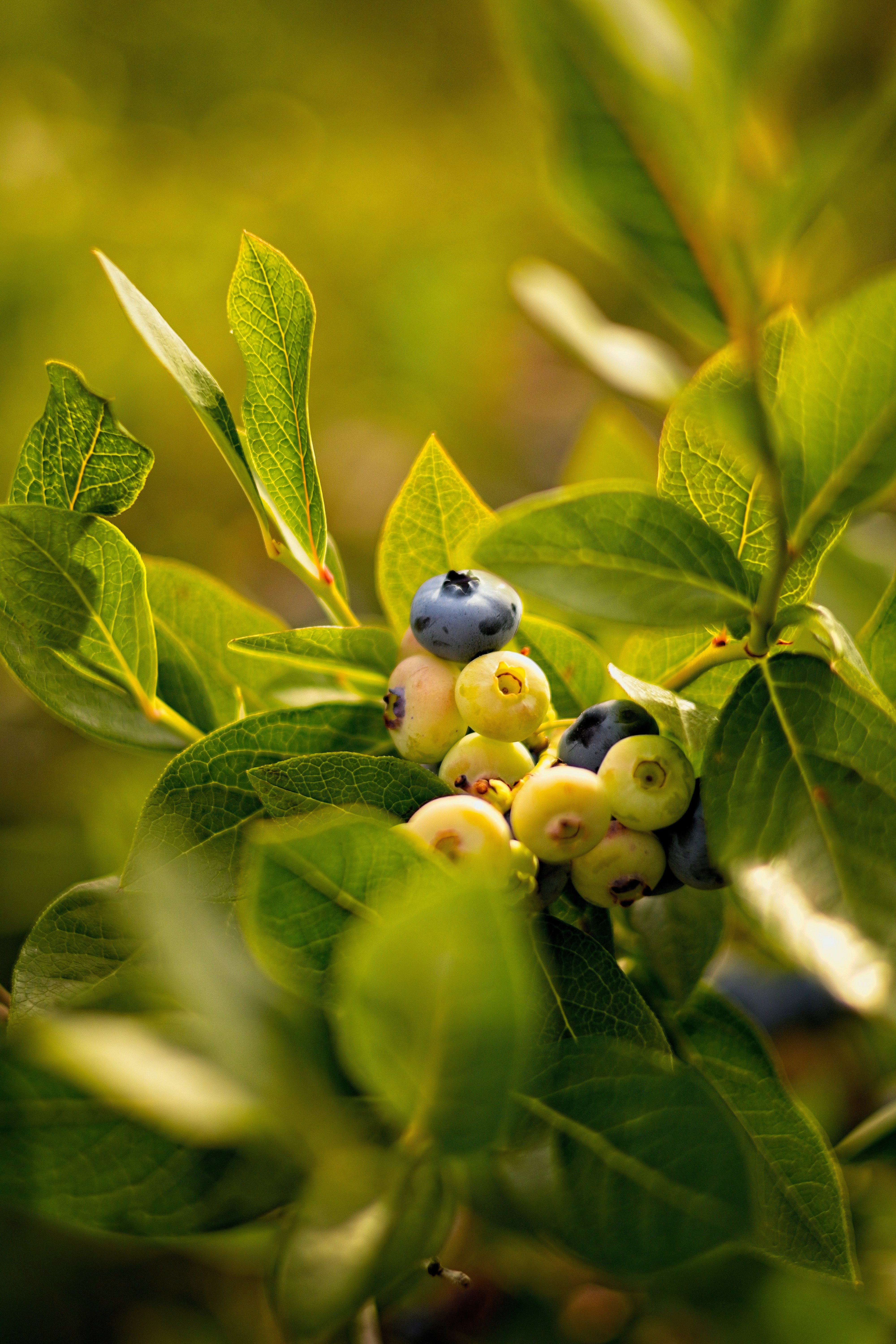 Blueberries in Sunlit Green: A Quiet Cluster of Ripening Berries