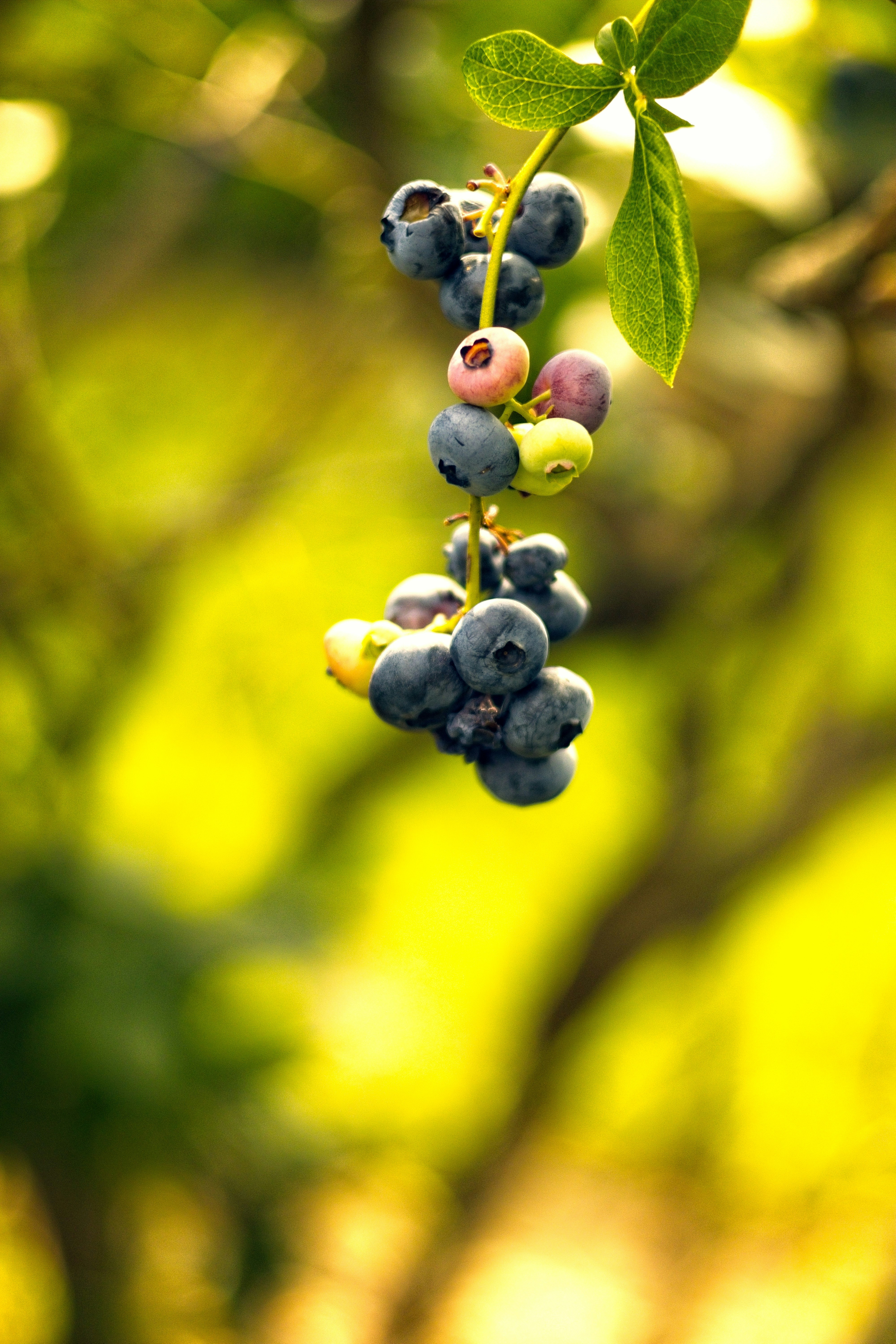 Blueberry pendant in golden light