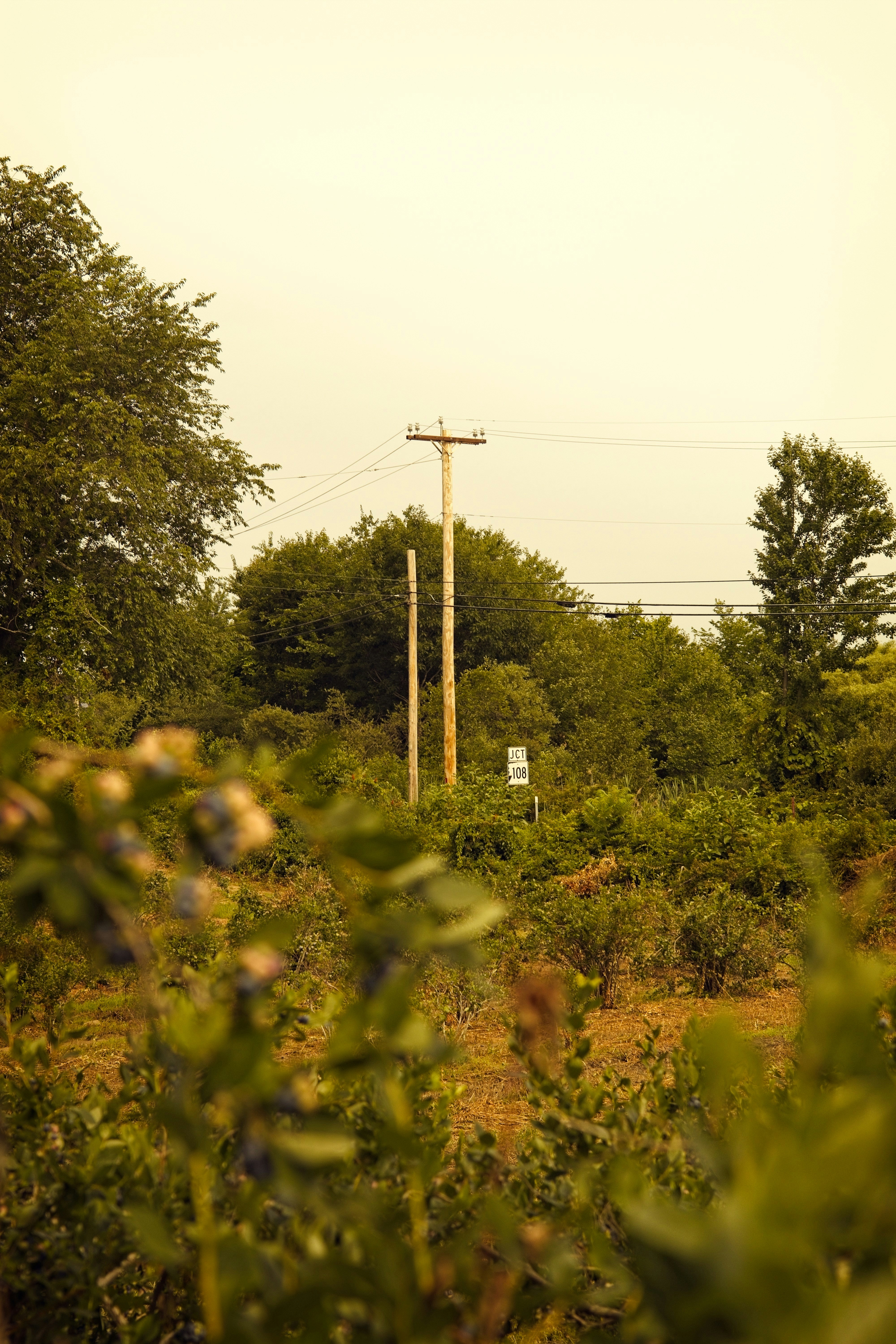 Dusty Telegraph Line Over an Orchard at Golden Hour