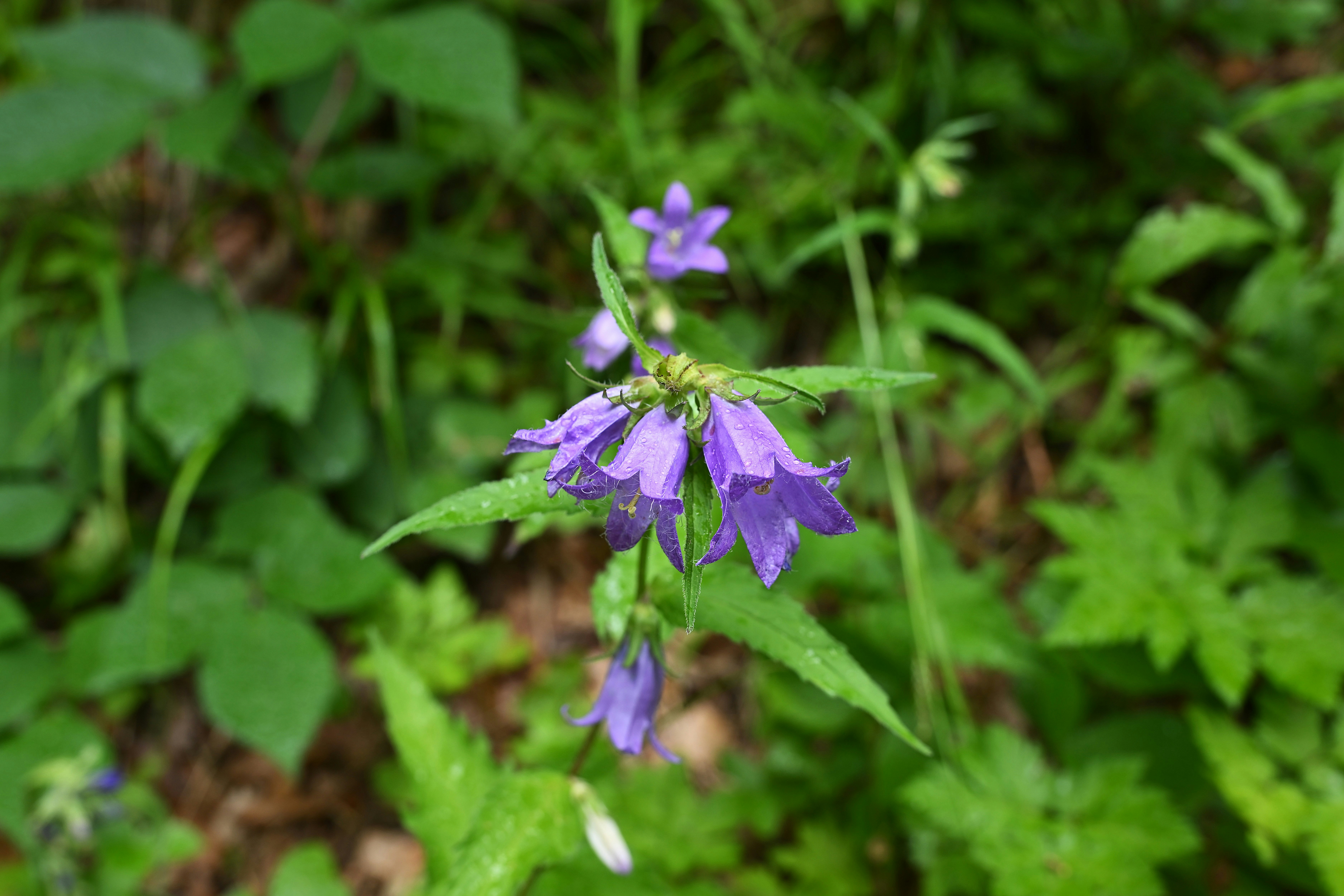 Purple Bellflower in a Green Understory