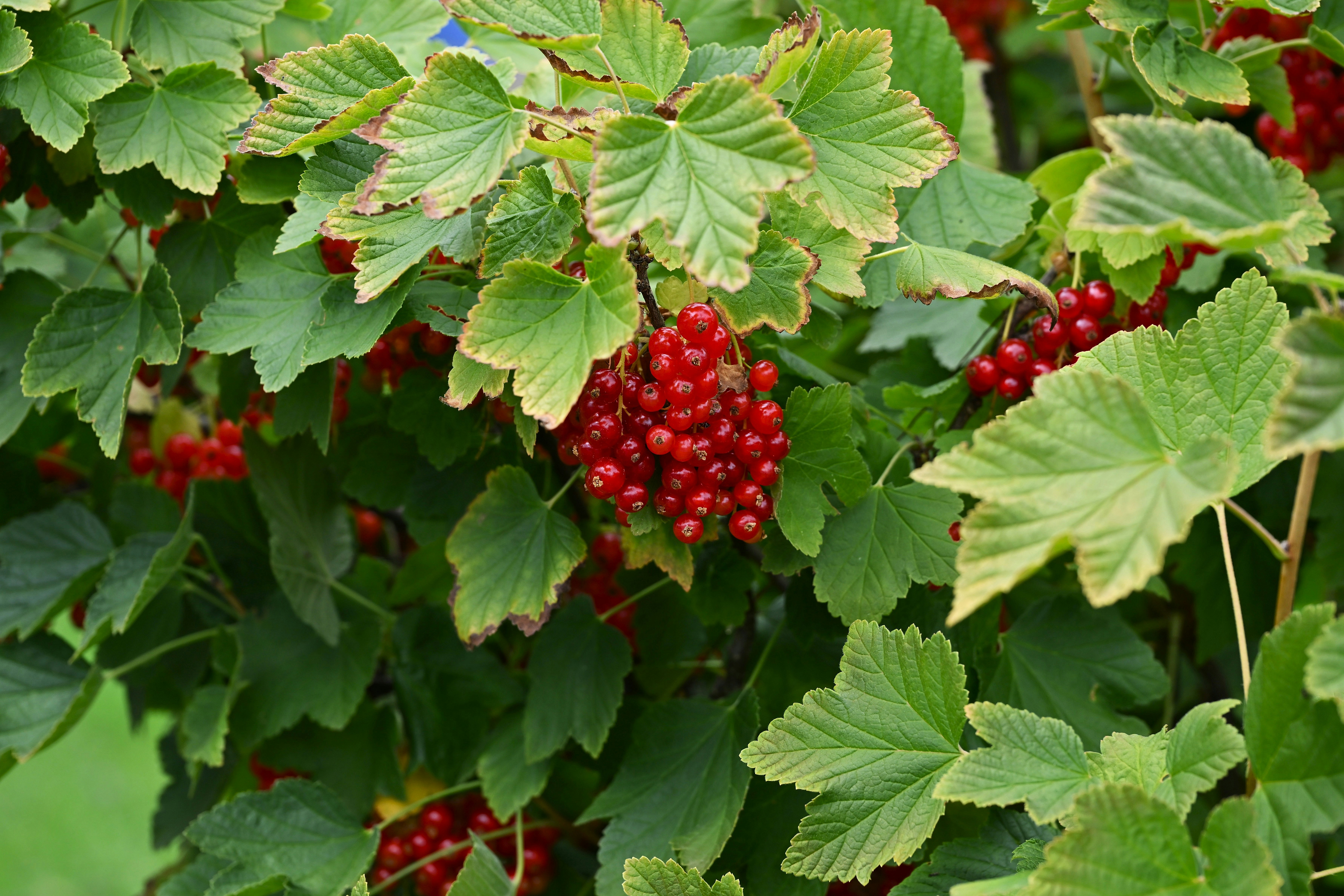 Red Currant Cluster in Lush Greenery