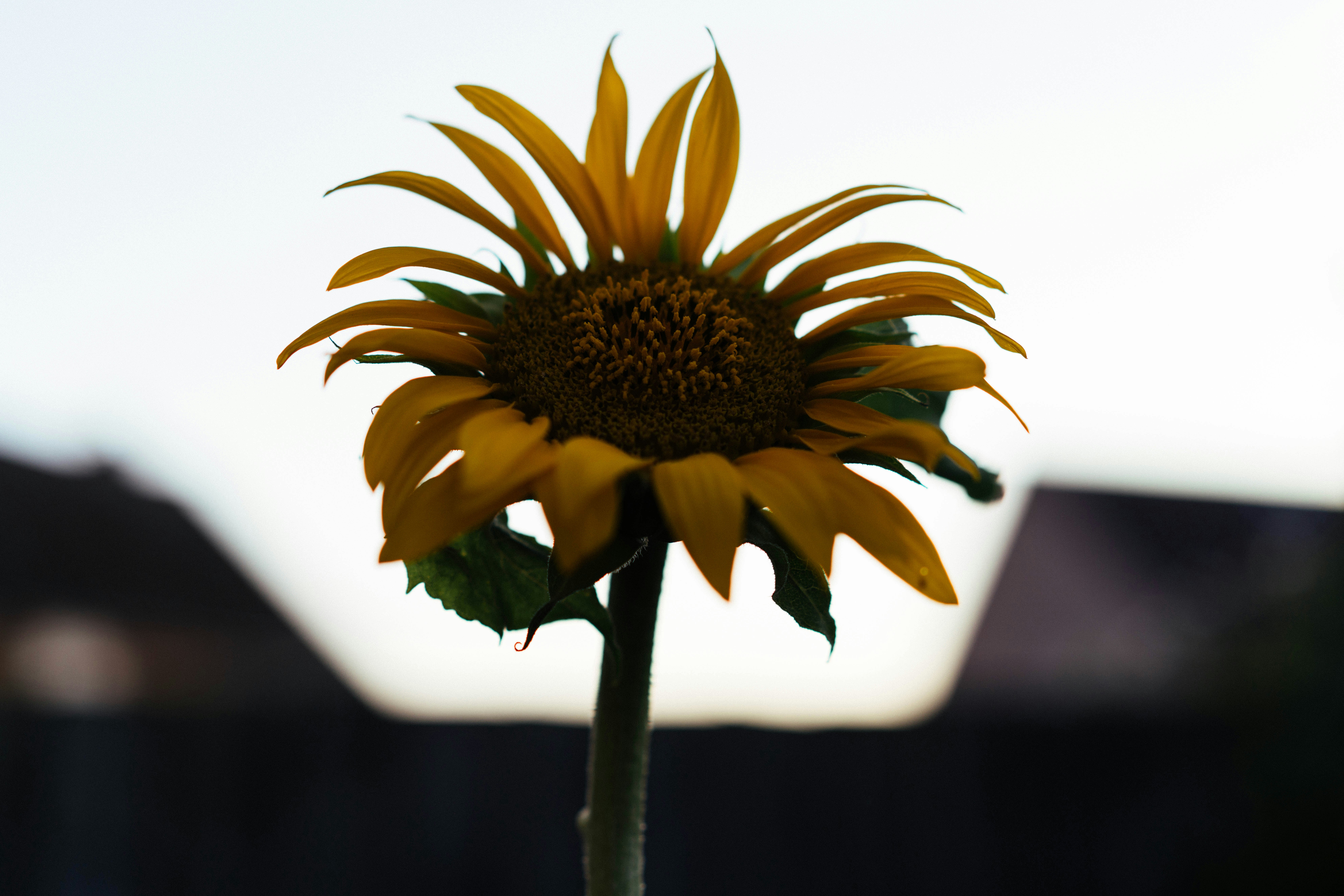 Sunlit Solitude: A Sunflower’s Quiet Stare Against a Blurred Horizon