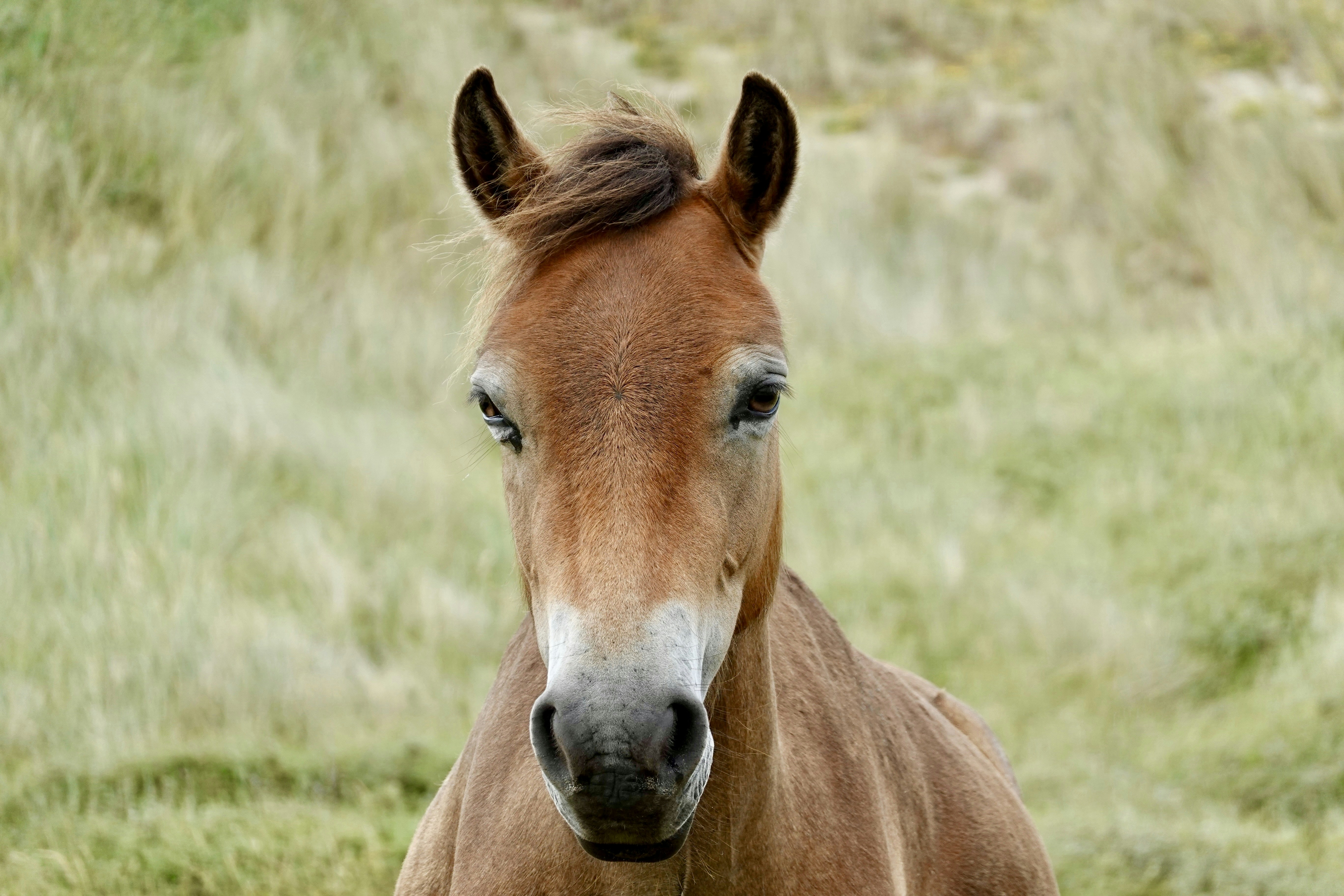 Eyes on the Meadow: A Close-Up Portrait of a Forest Brown