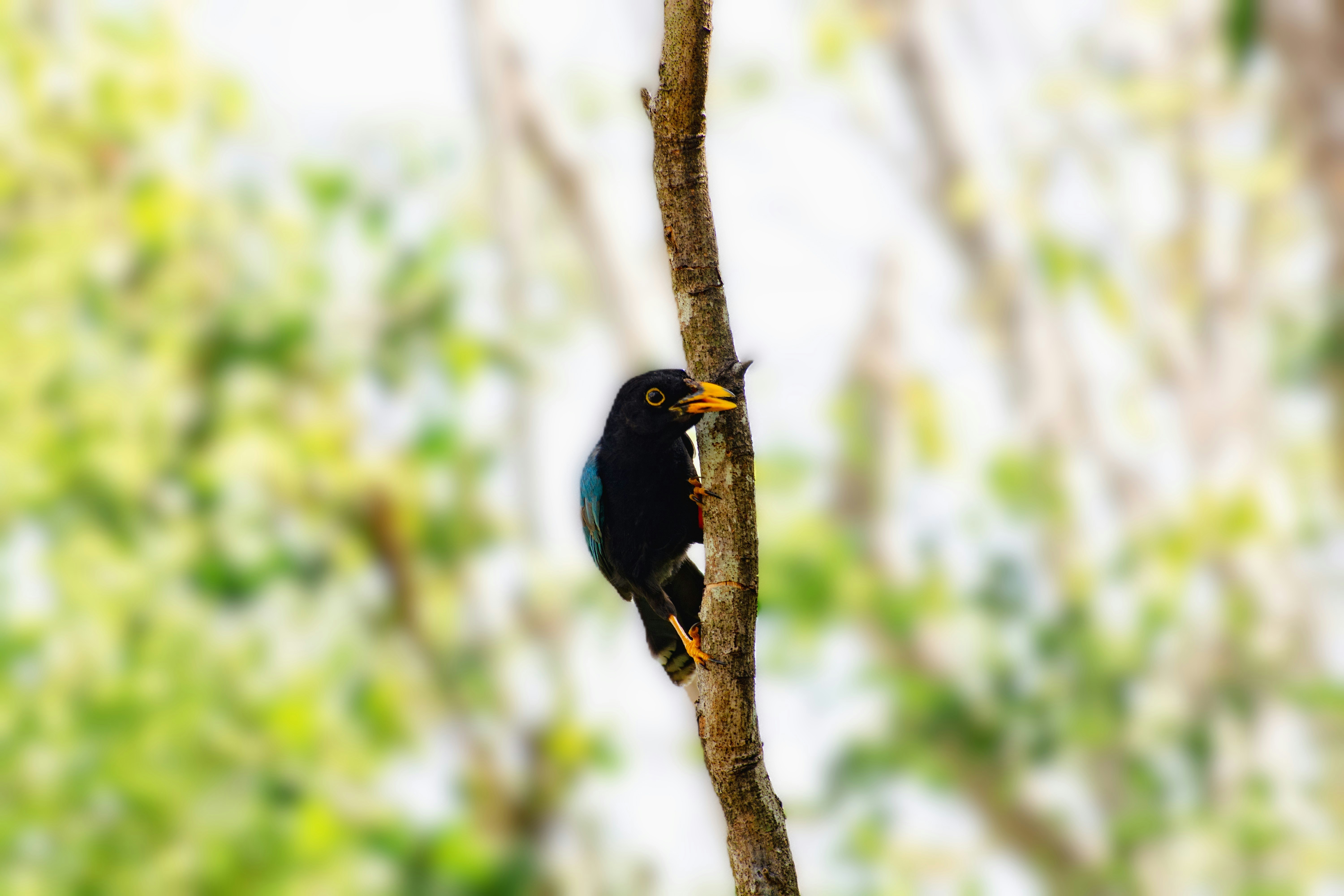 Black Kingfisher on a Thin Branch: A Burst of Color in Soft Backlight