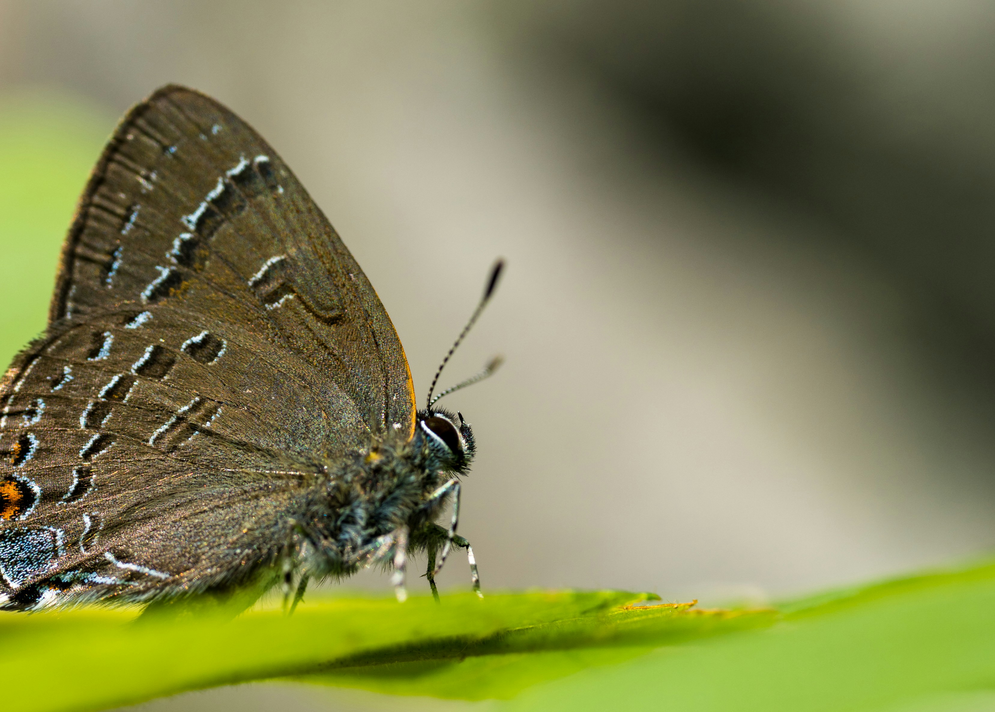 Close-up of a delicate butterfly resting on a leaf