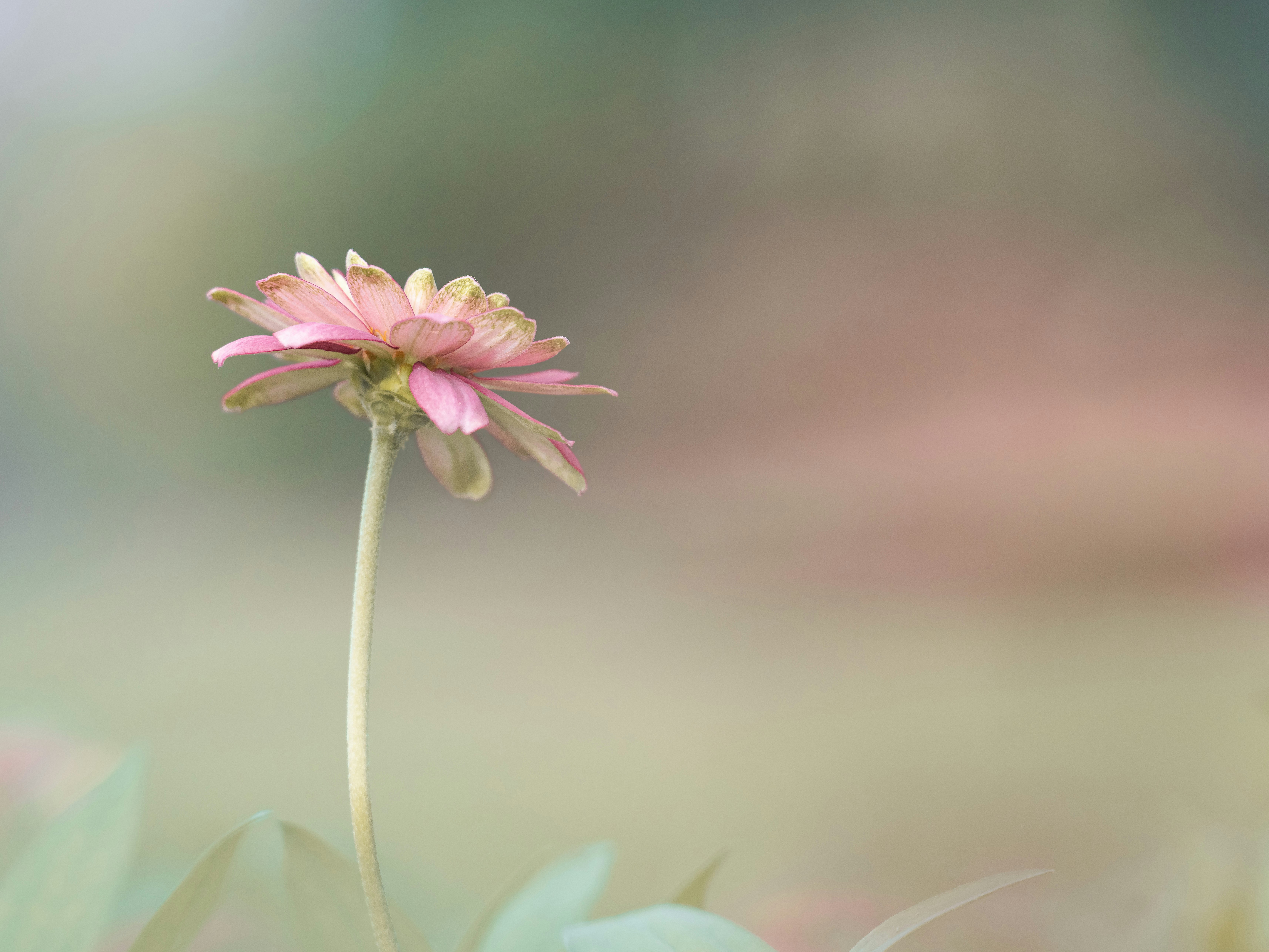 Single Pink Flower Reaching from a Soft Pastel Field