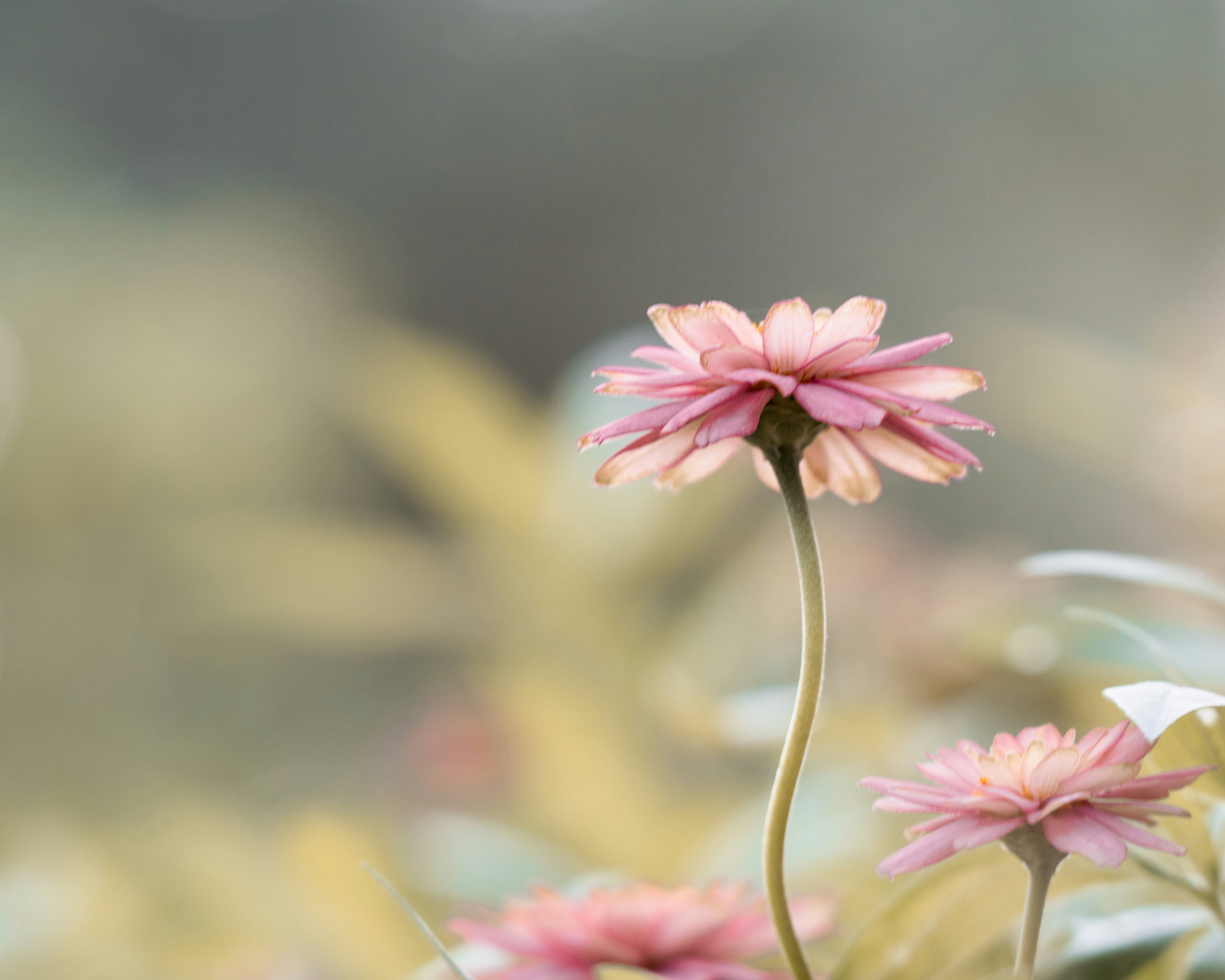 Single Pink Daisy Toppled Toward the Sun