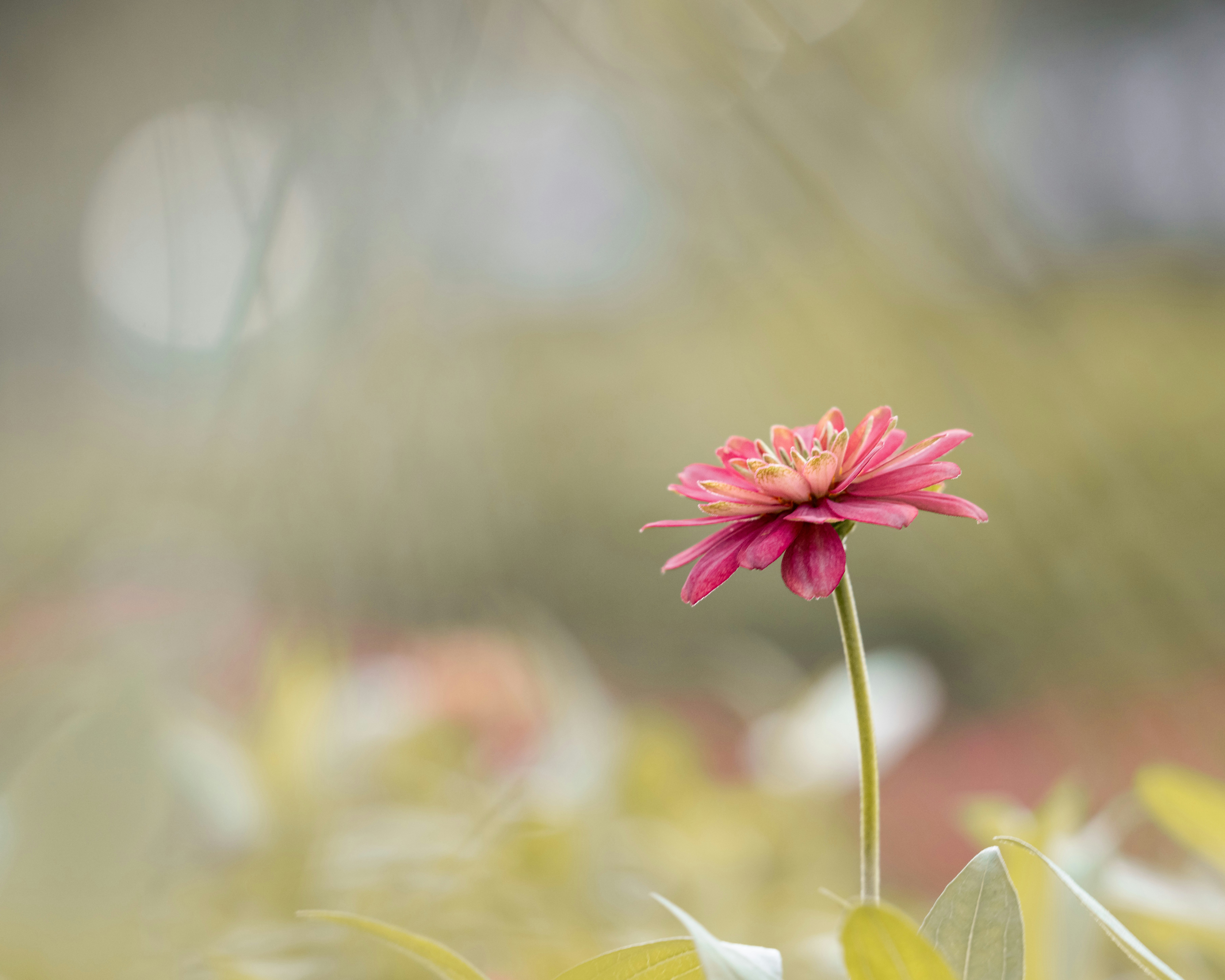 Single Pink Zinnia Reaching Above a Soft Garden Blur