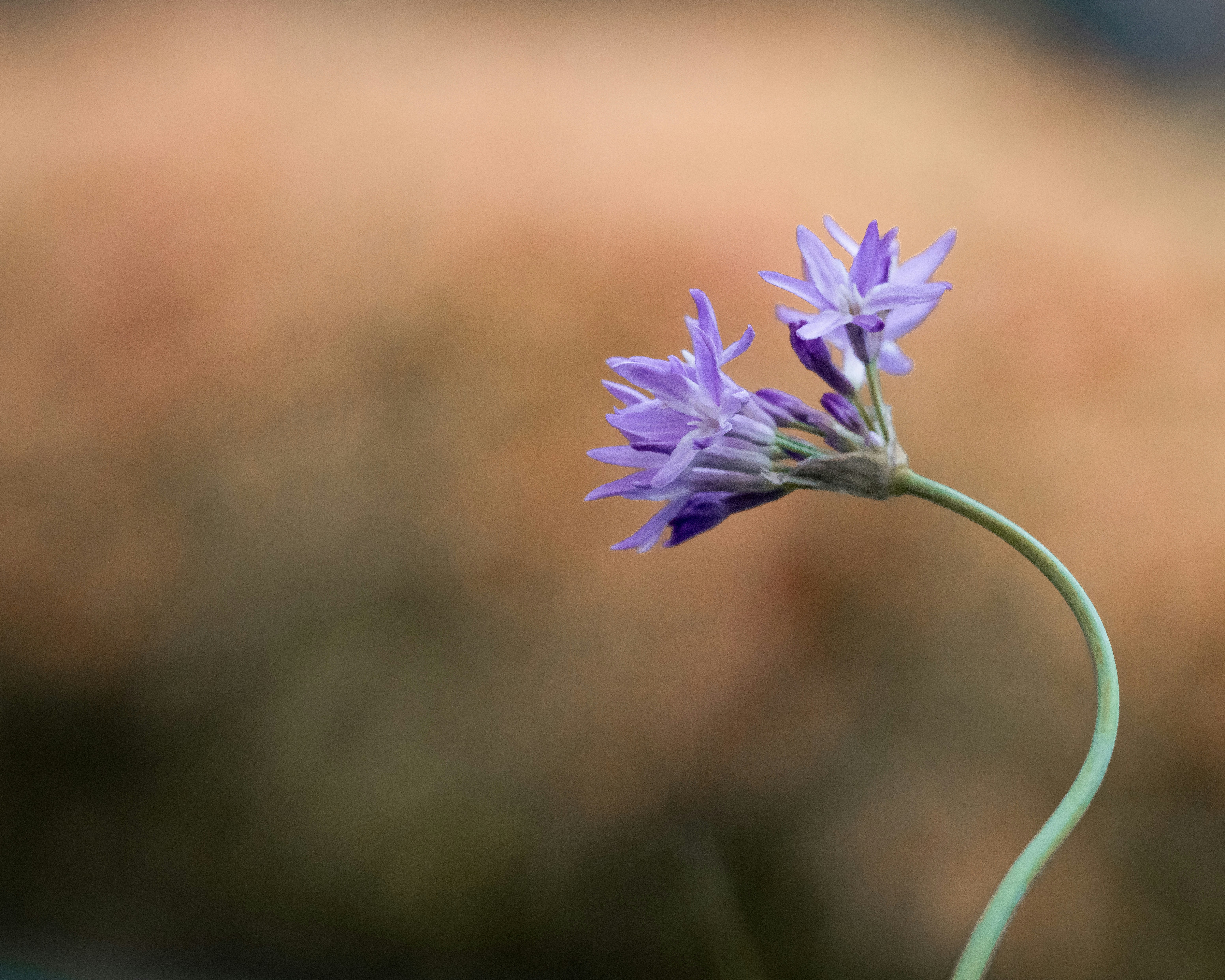The Lavender Accent: A solitary bloom against a blurred amber backdrop