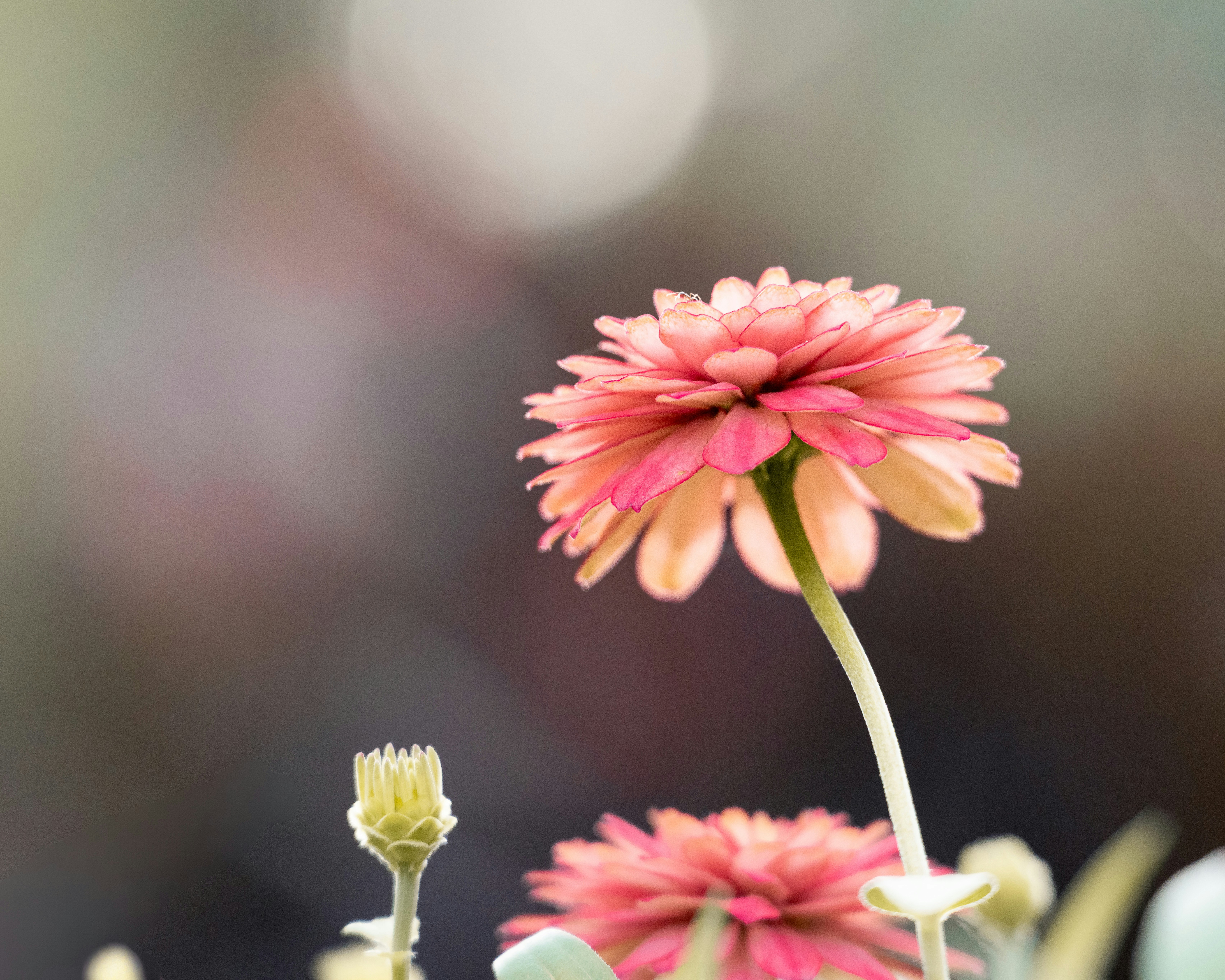 Petaled Beacon: a Close-Up of a Coral Zinnia in Soft Focus