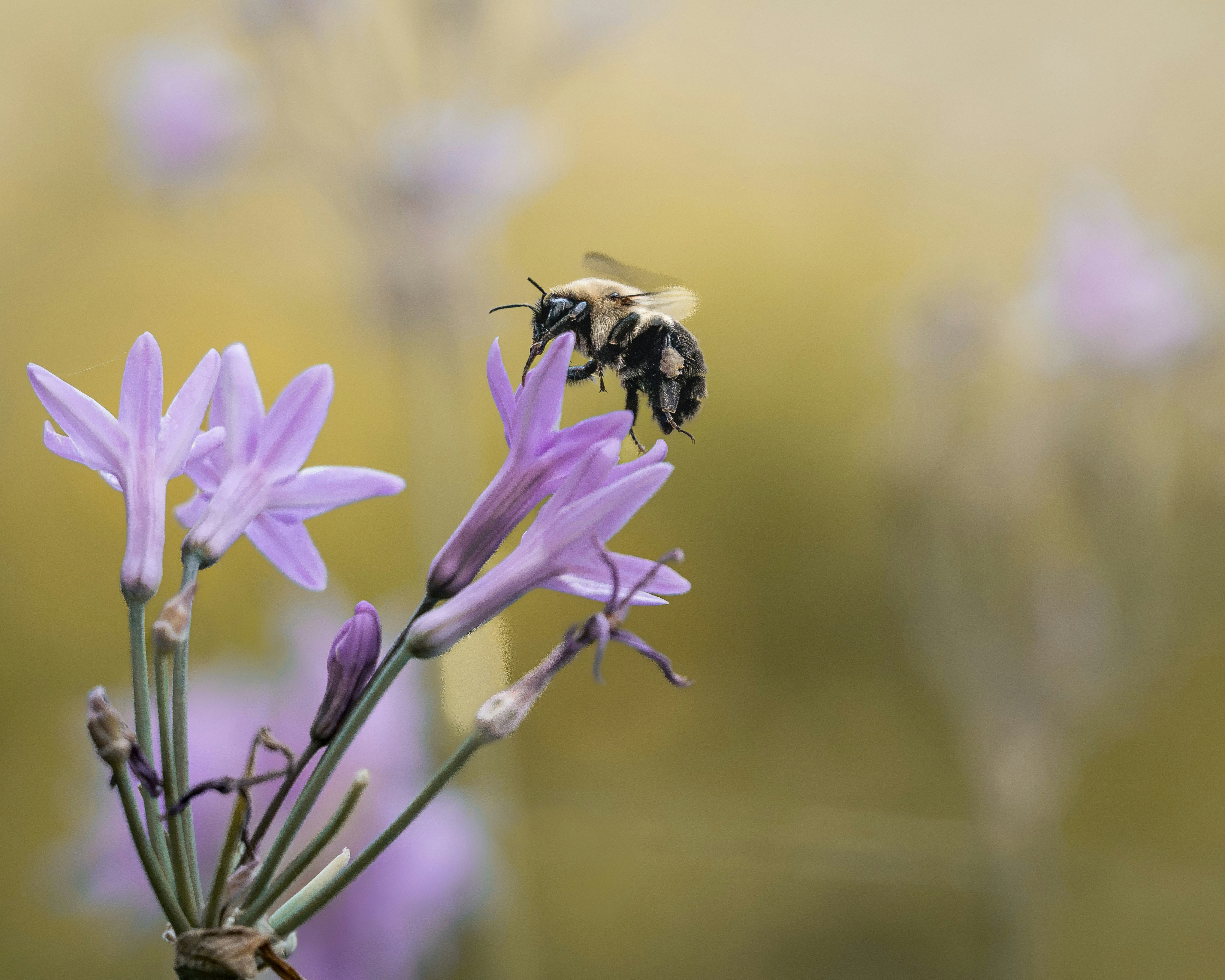 Bee on lavender: a moment of harvest light