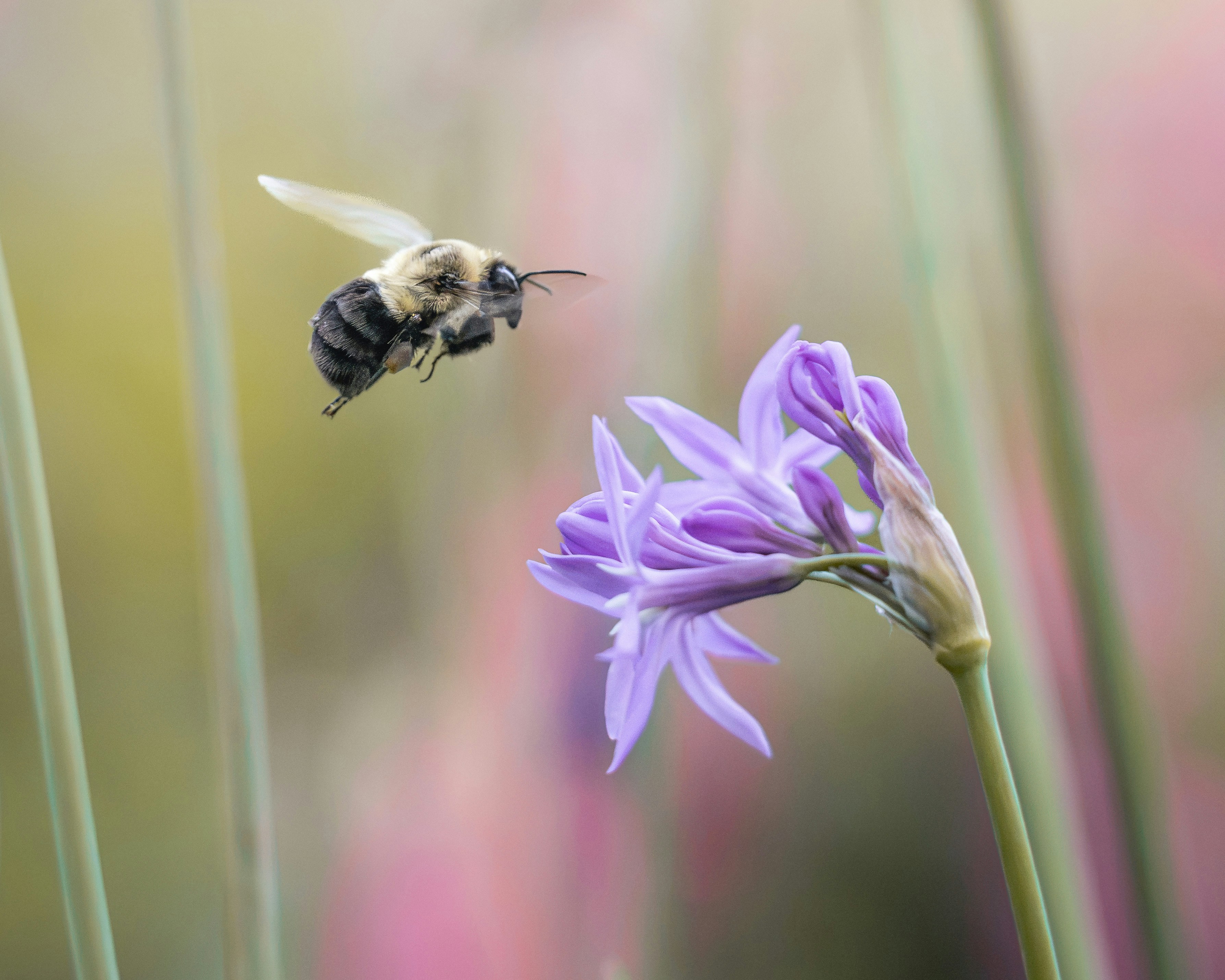 Buzz in Focus: Bee and Purple Blooms in Soft Meadow Light