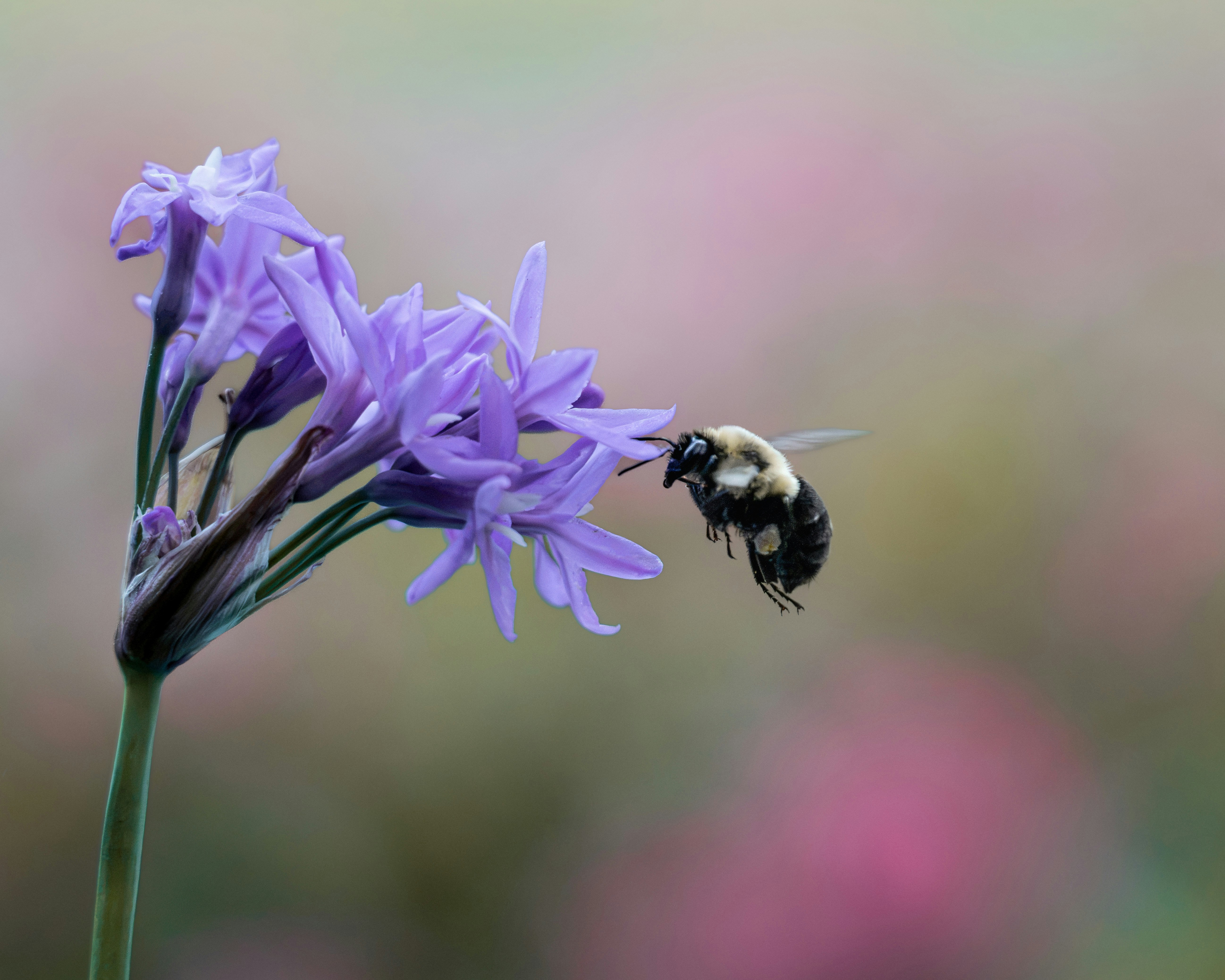Pollinating Burst: A Bee Brings Life to Purple Stems