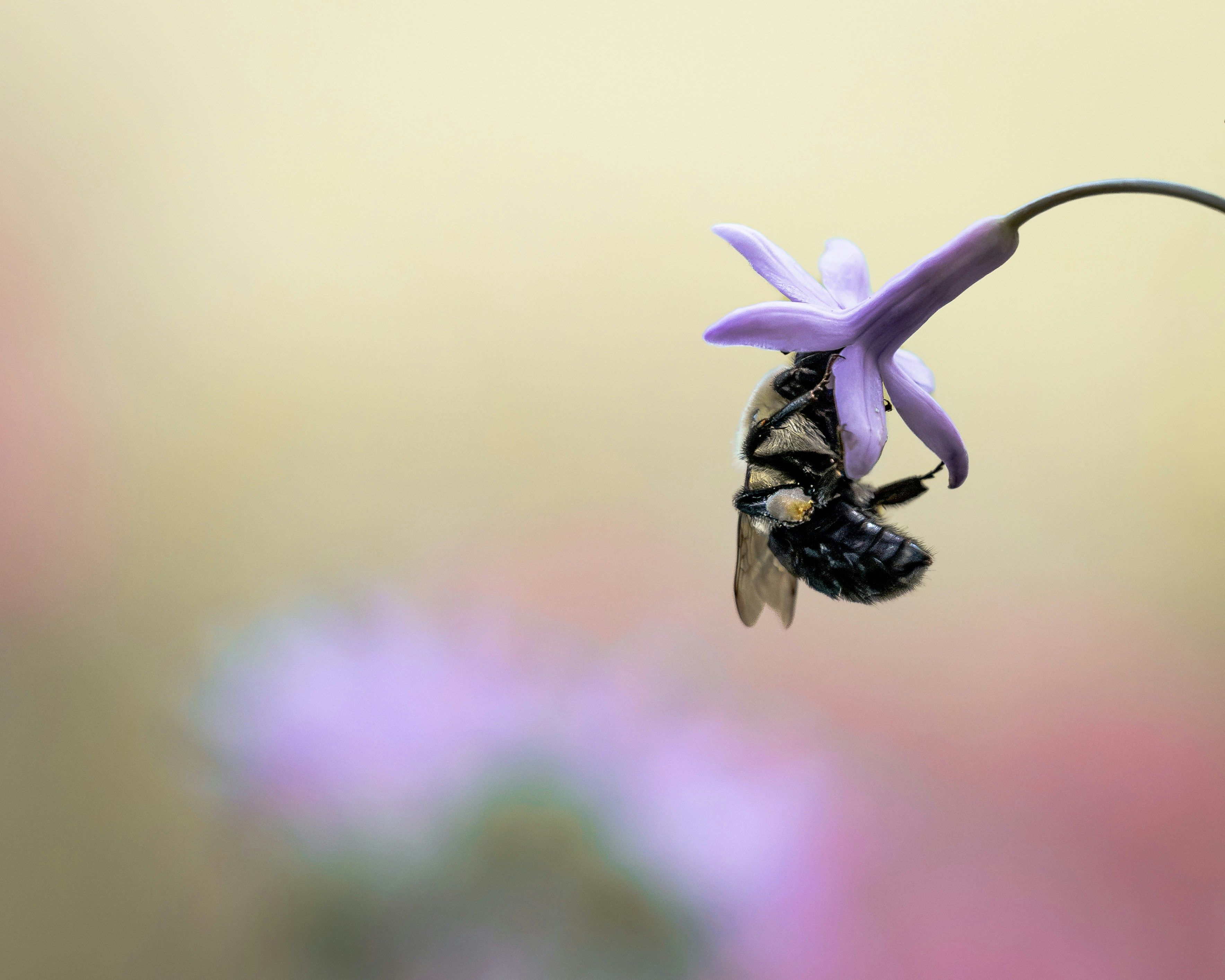 Pollinating Moment: A Bee Clings to a Lavender Petal