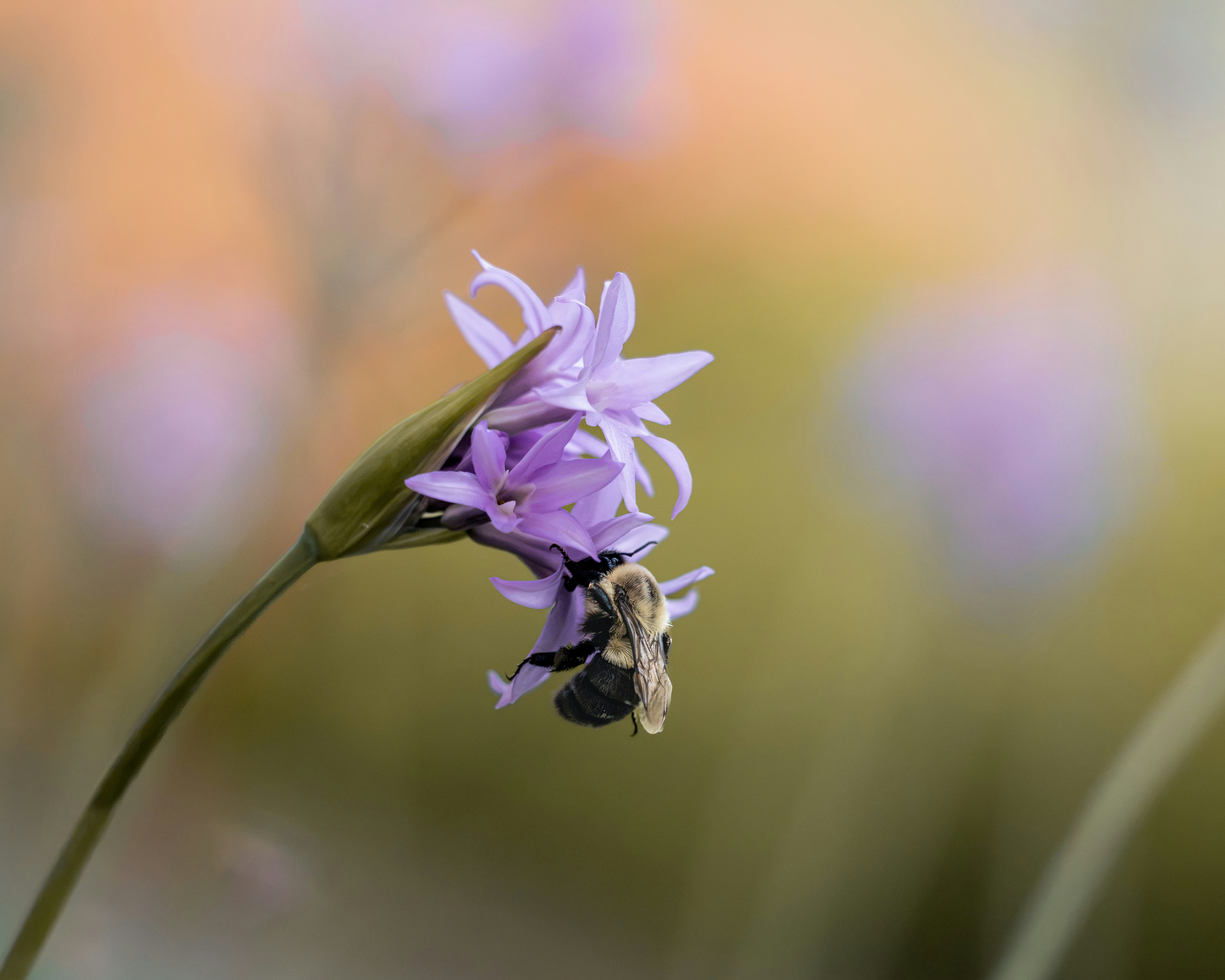 Blooming Violet and Bee: A Minute of Pollination