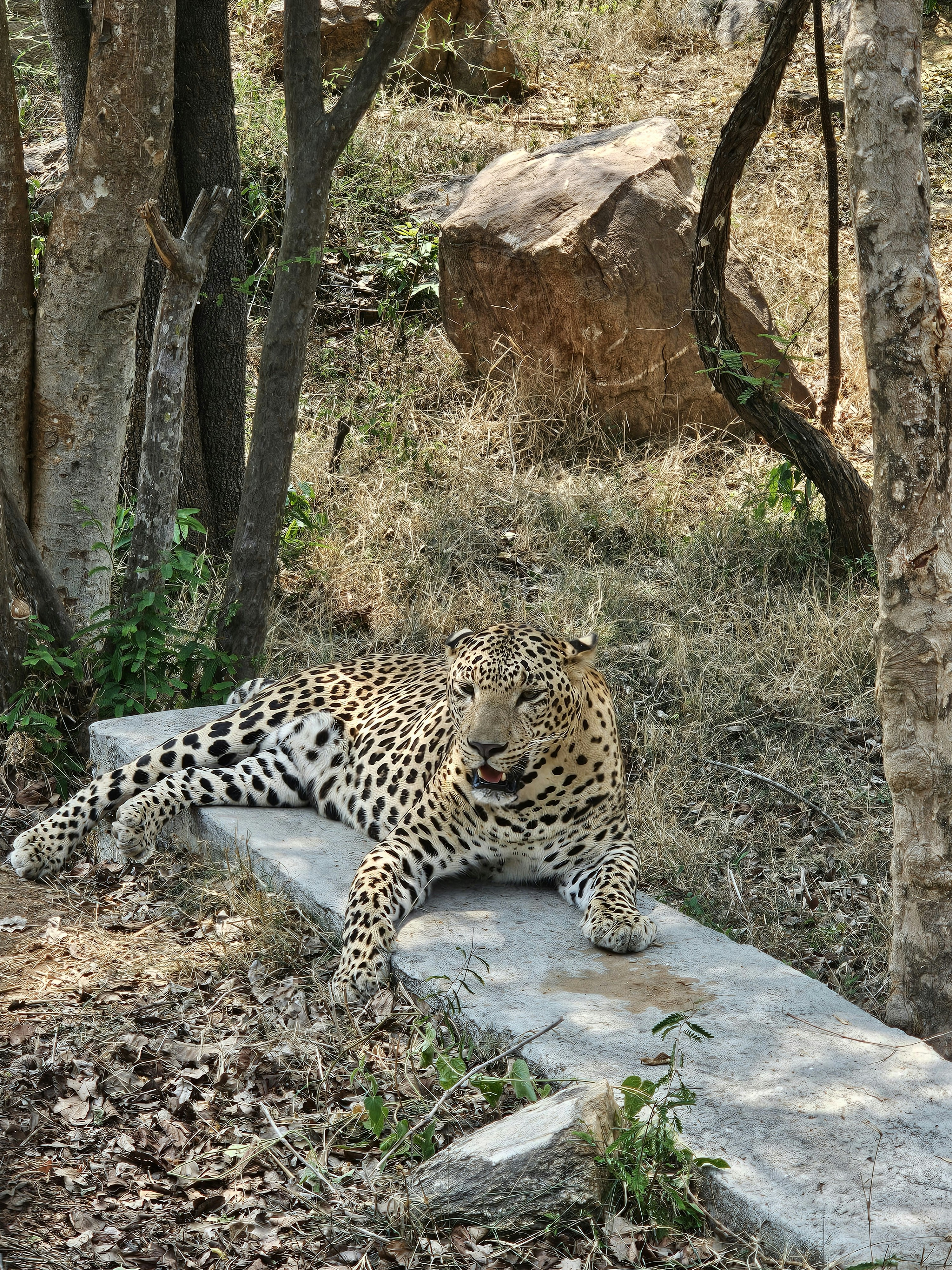 Leopard Lounging on Stone: A Sunlit Break in the Underbrush