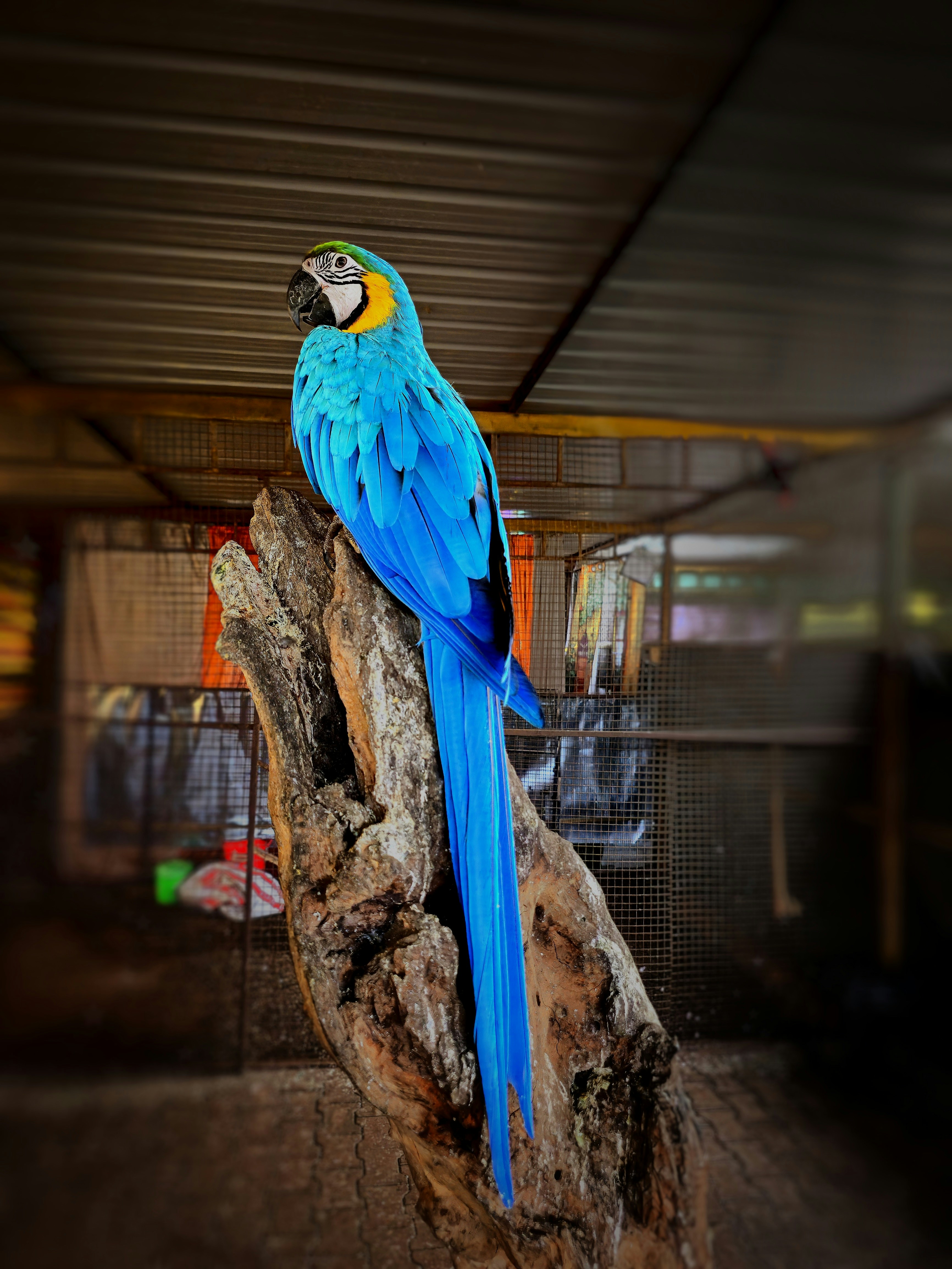 Azure King of the Canopy: A Blue-and-Gold Macaw Perched in Shelter