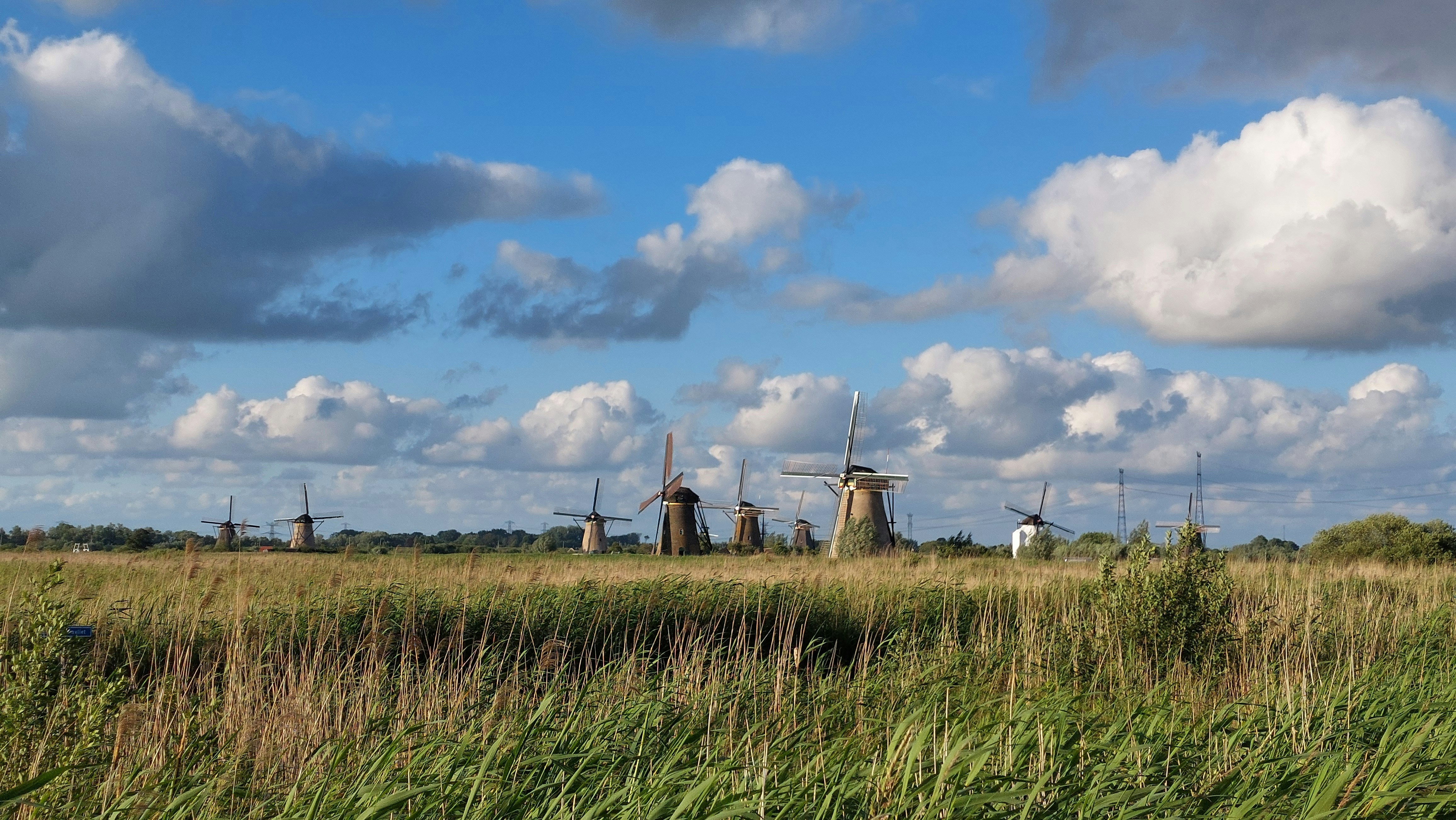 Row of windmills along a flat landscape with tall grasses in the foreground and a bright blue sky with fluffy clouds.