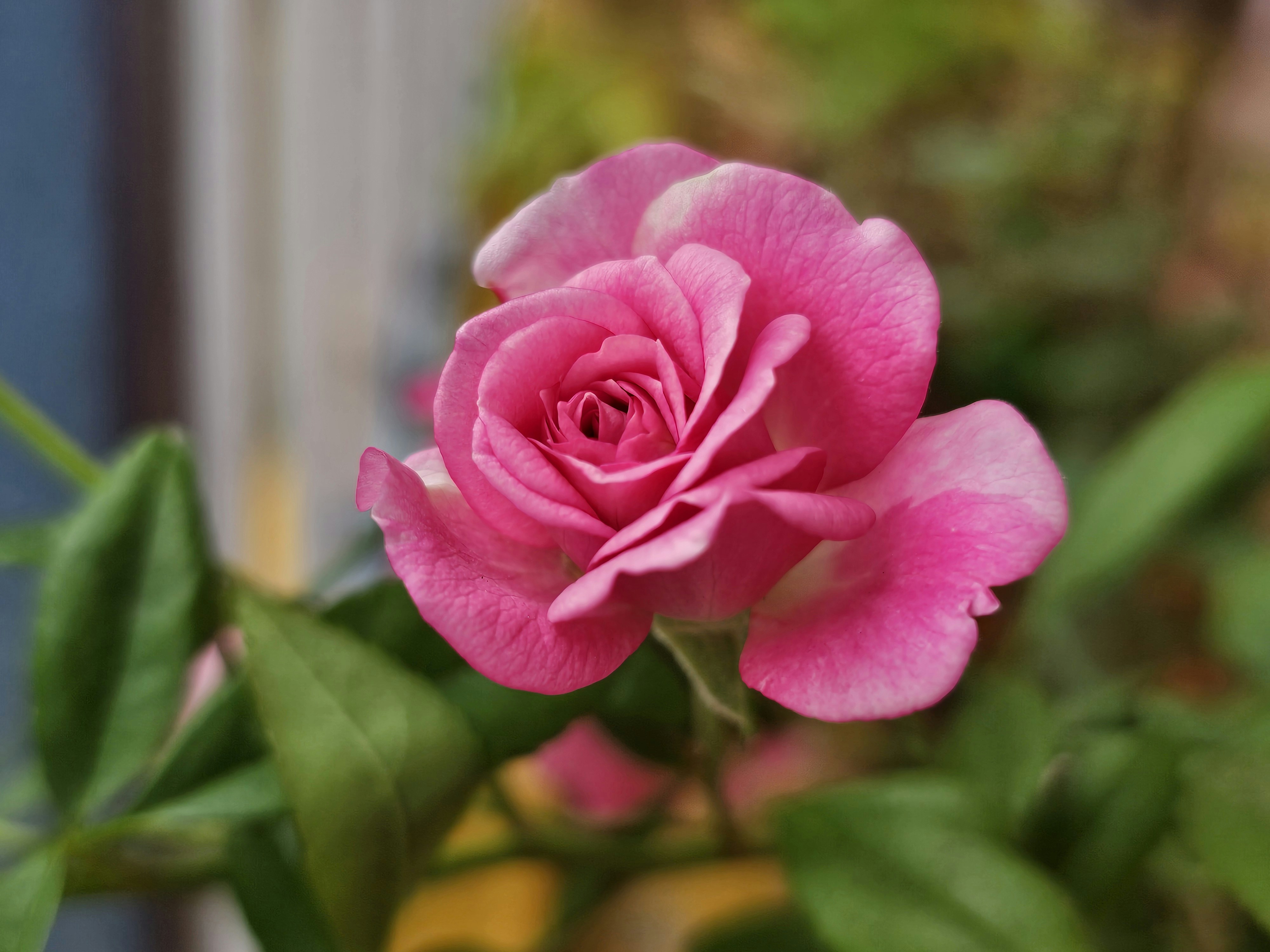 Pink Rose in Sharp Focus Against Blurred Garden Backdrop