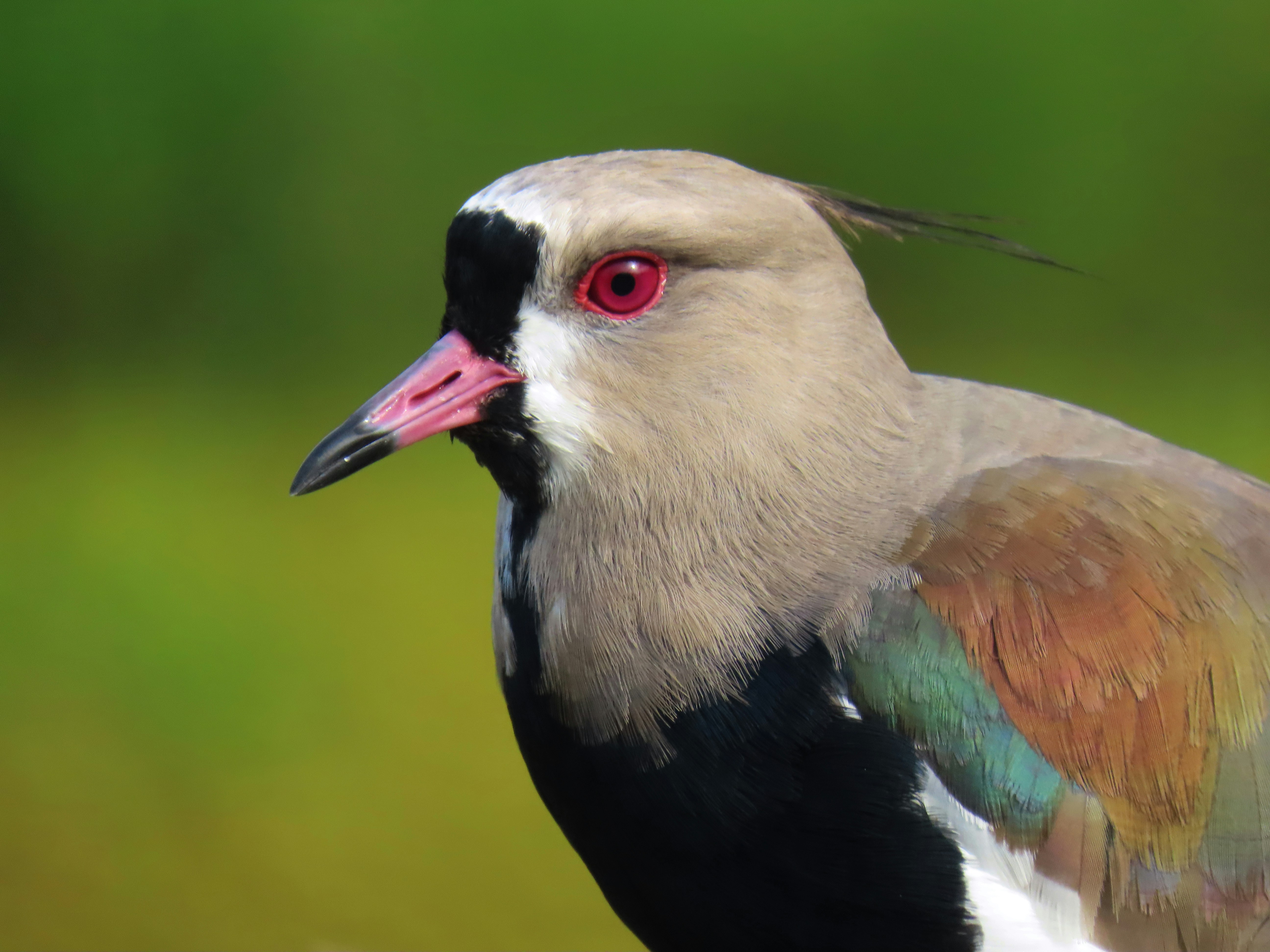Crowned in Color: Red-eyed Bird in Sharp Focus