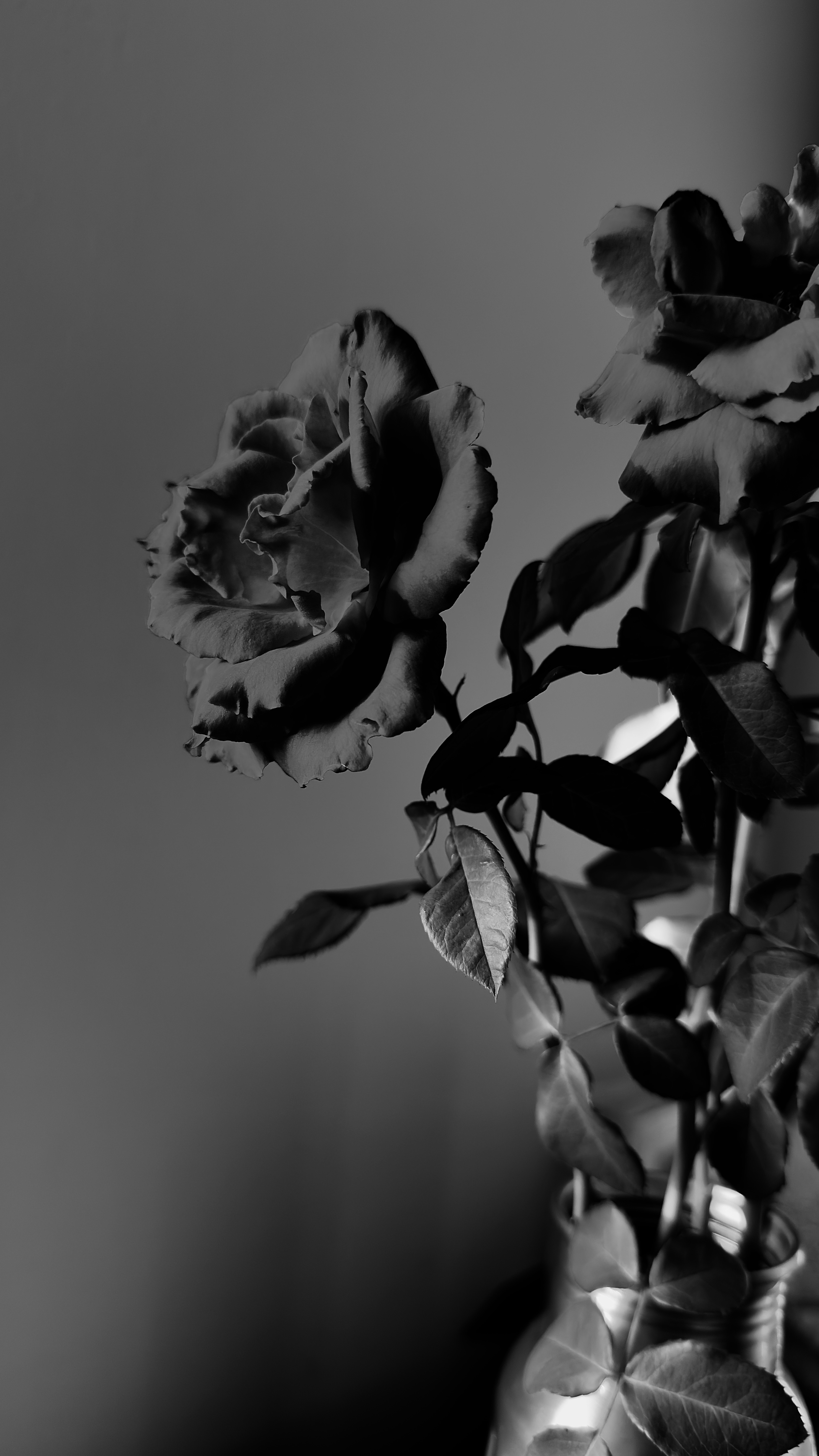 Velvet Twilight: A stem of roses in monochrome stillness
