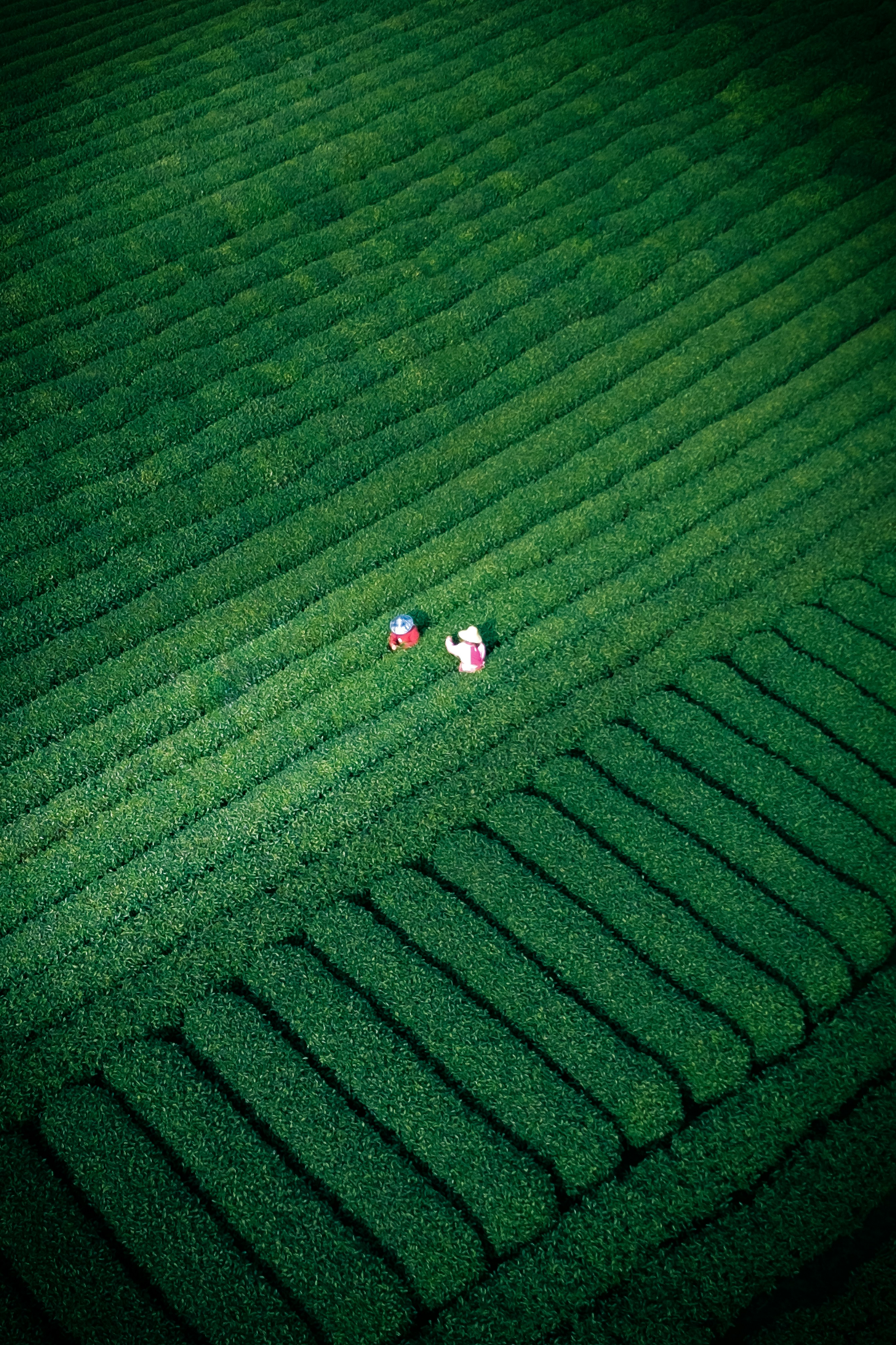 Two workers in a sea of green rows