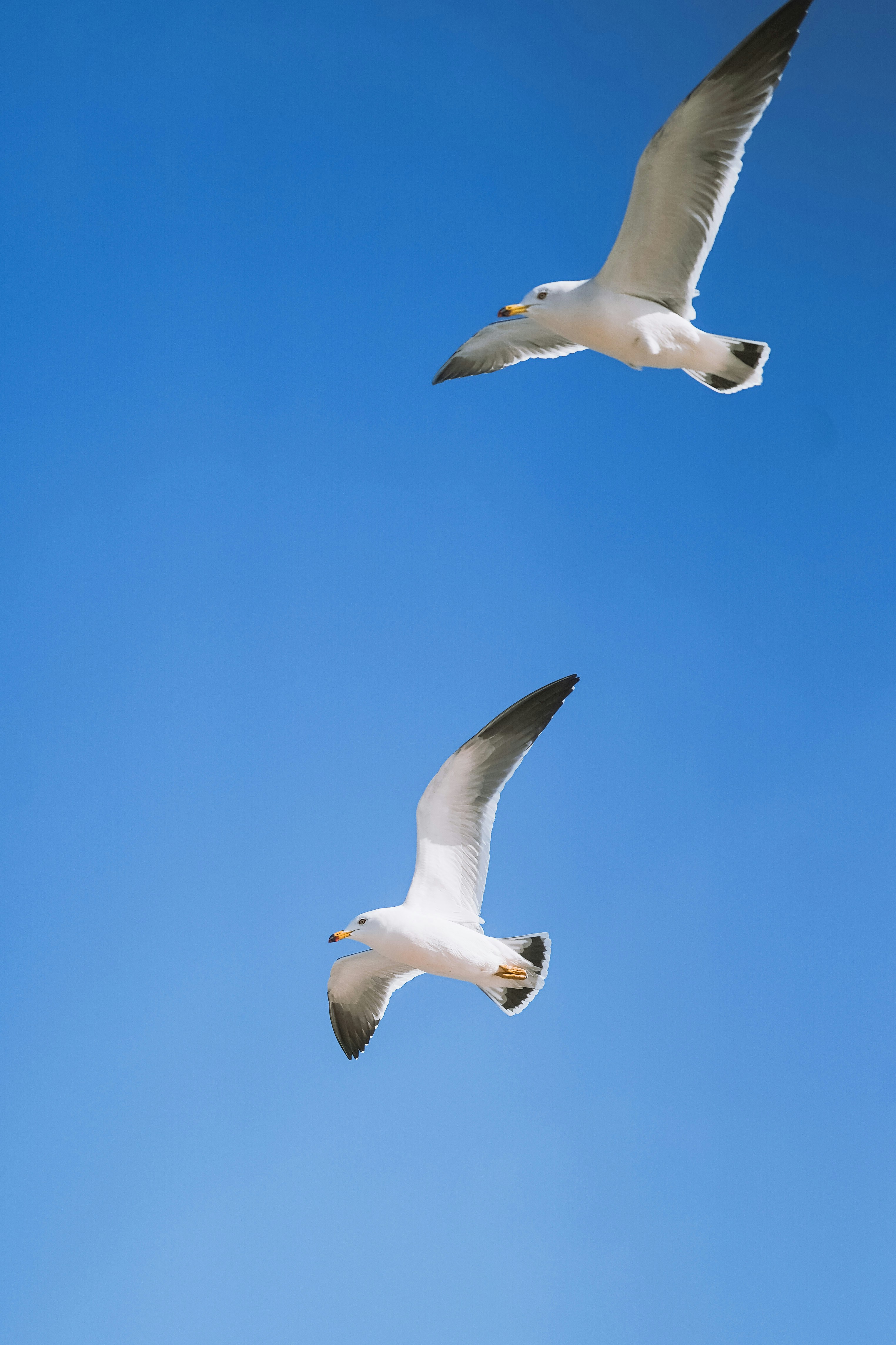 Two Seagulls in a Piercing Blue Sky