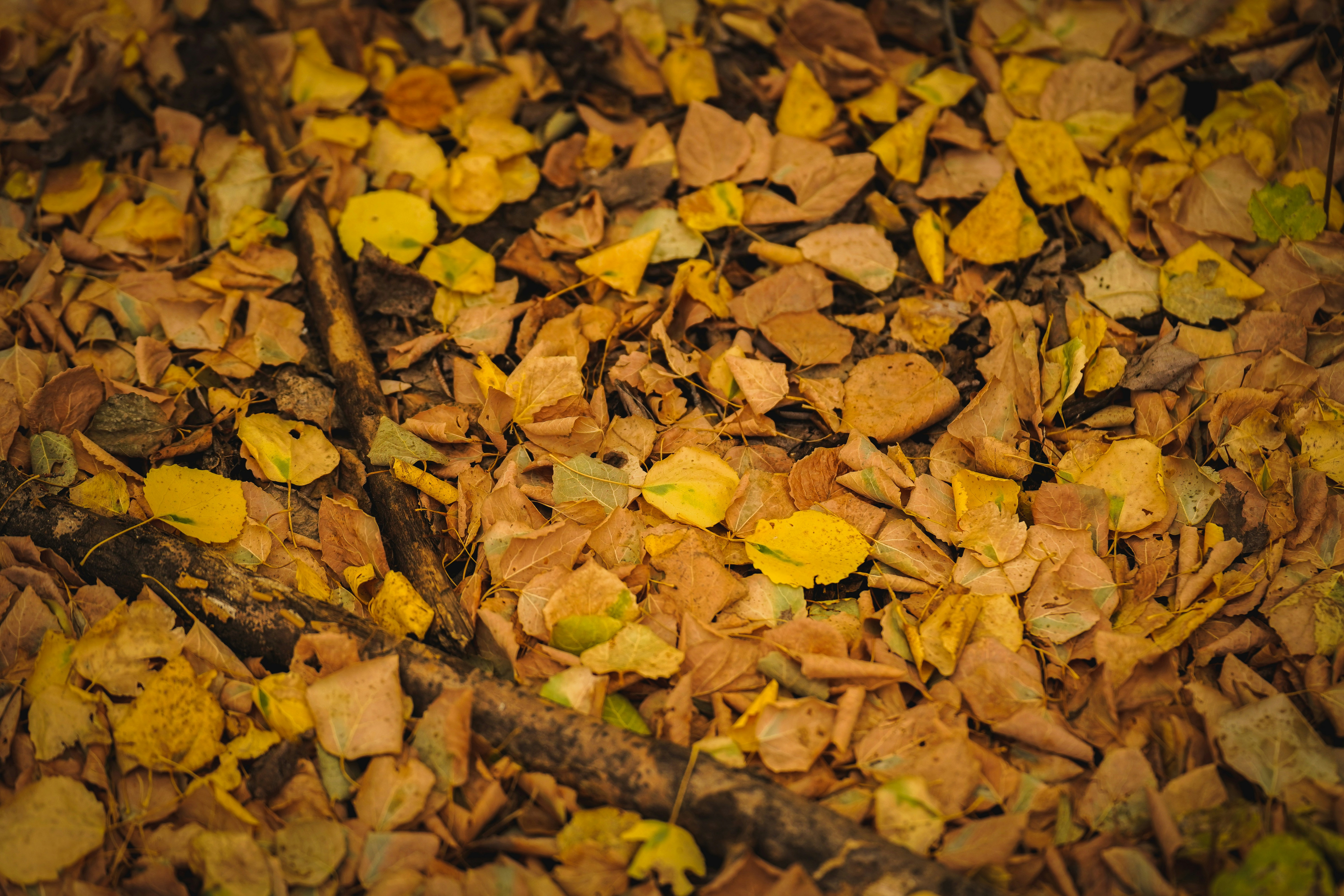 Autumn Carpet: A Quiet Spread of Fallen Leaves Across the Forest Floor
