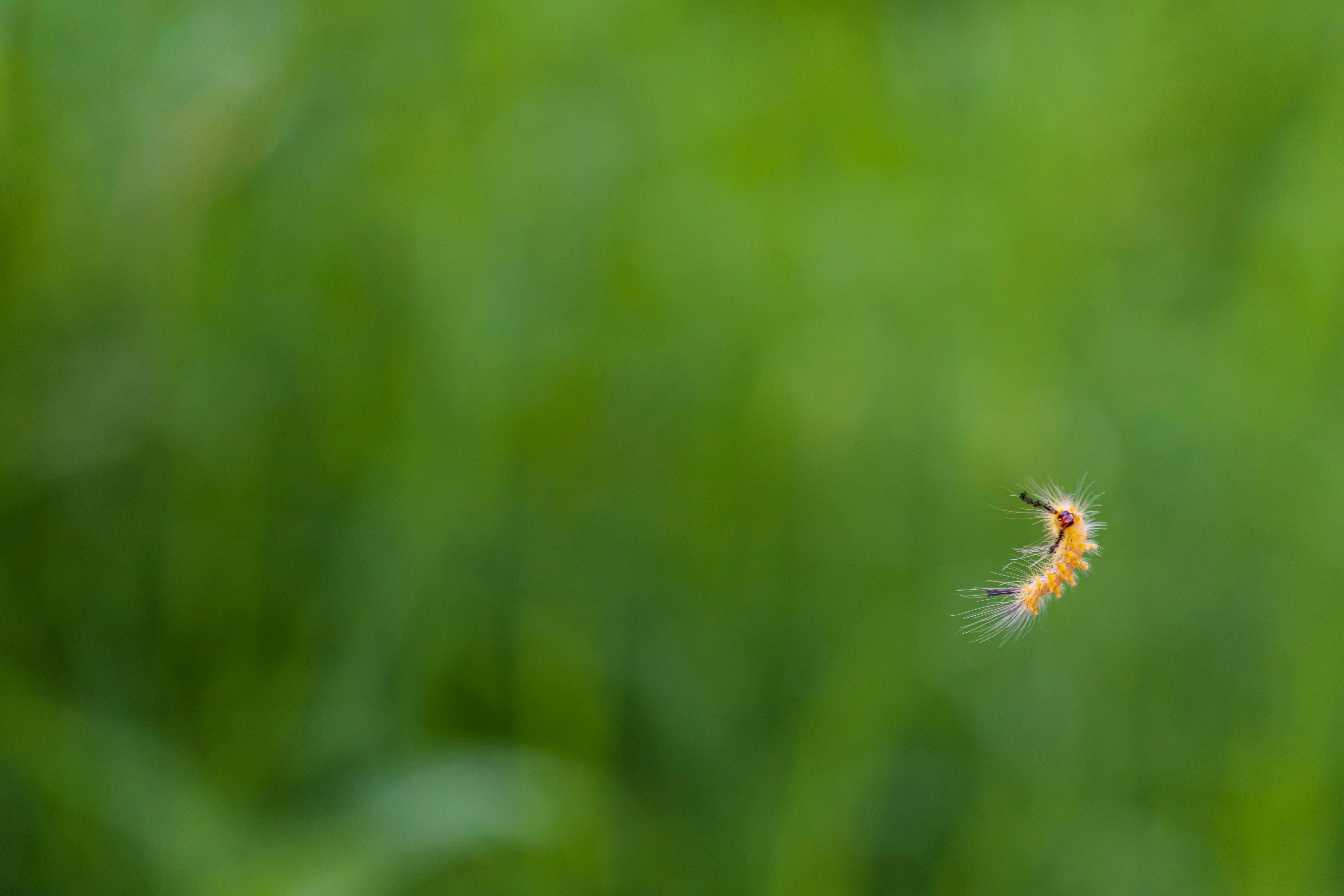 A Dusty Dragonfly: Lunar-Granule Wings Hover in a Sea of Green