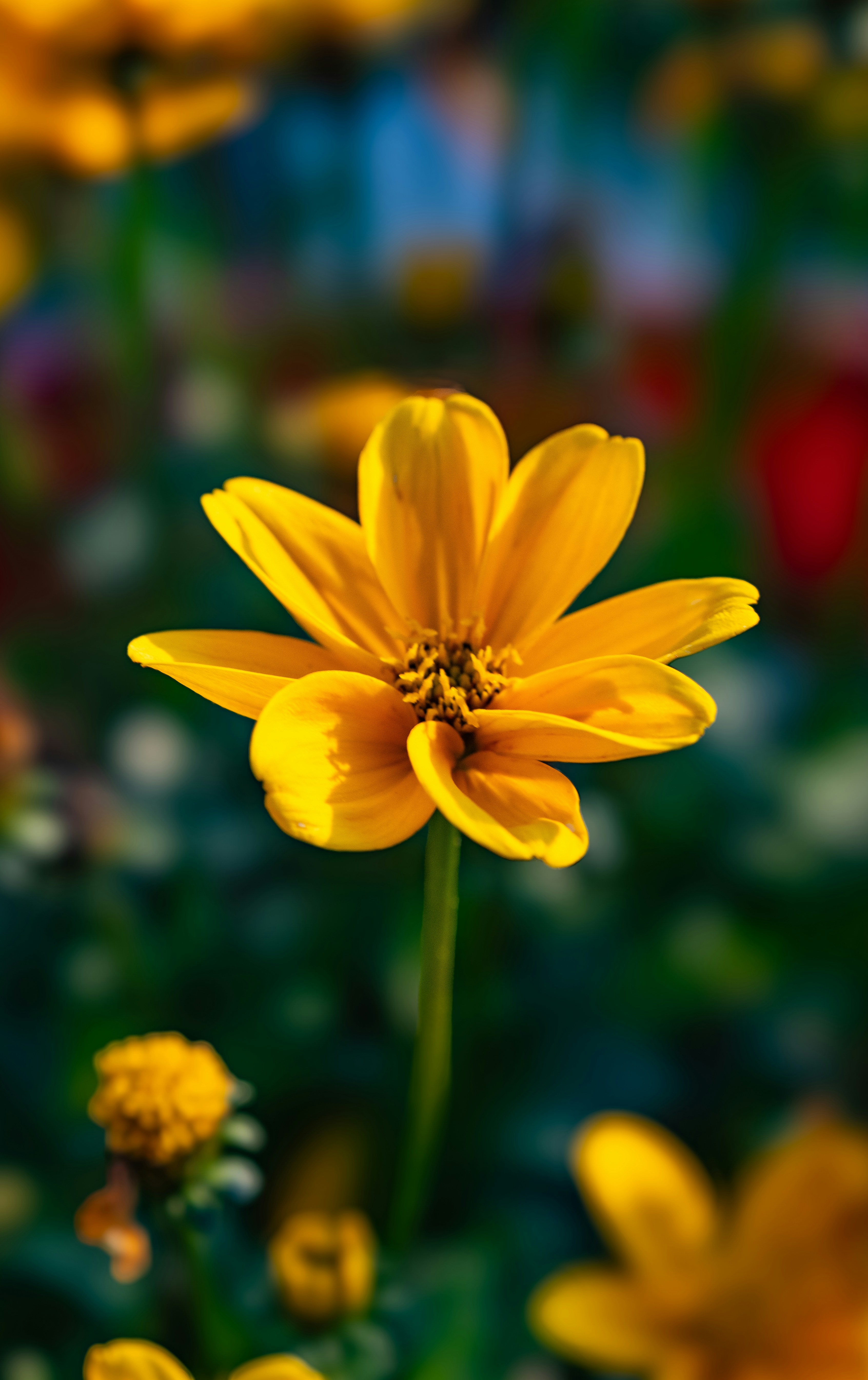 Bright yellow flower stands in sharp focus against a blurred colorful garden background, capturing the central bloom with vivid detail.
