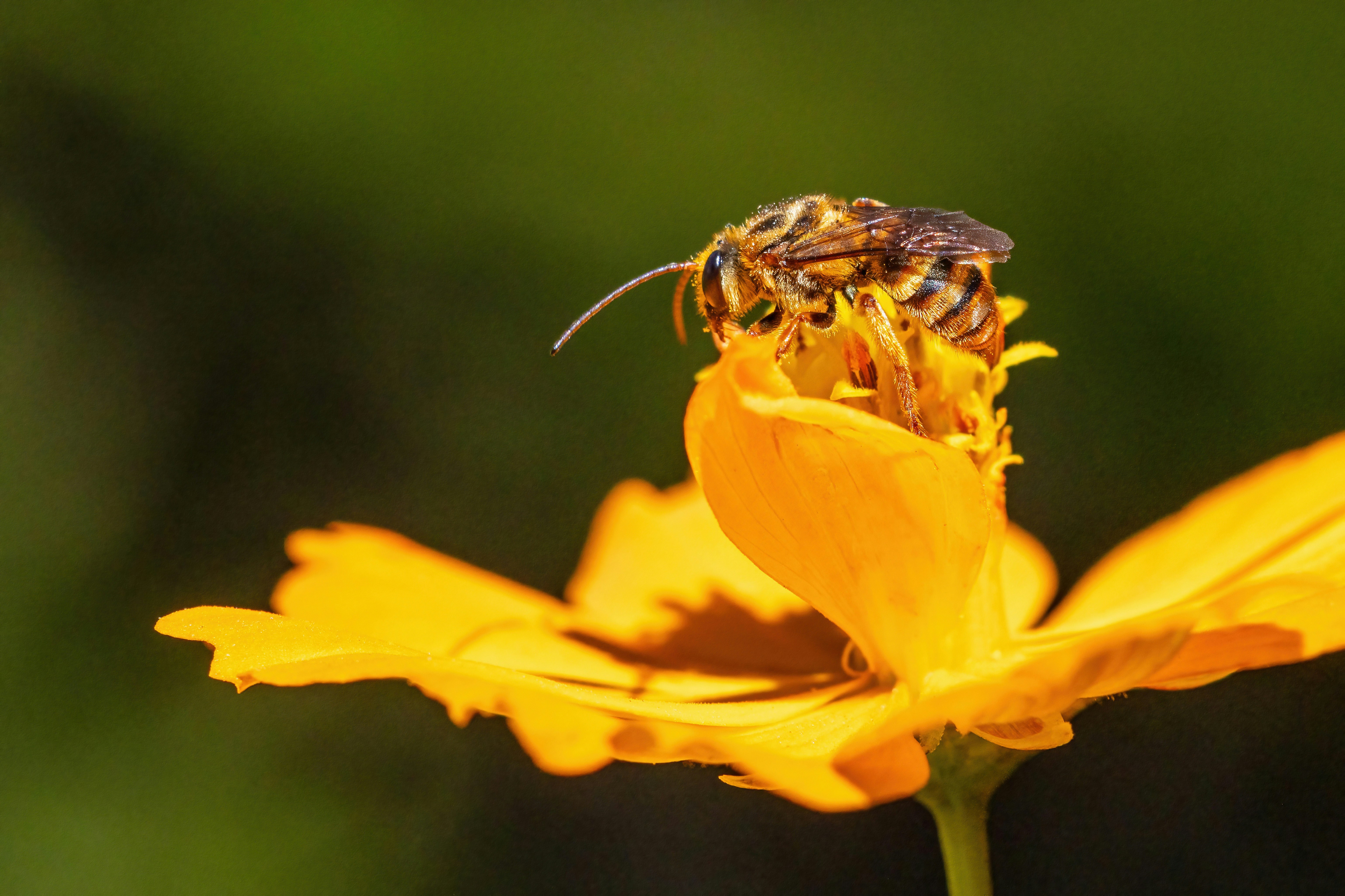Honeybee Throne: A Golden Flower Under a Busy Summer Moment