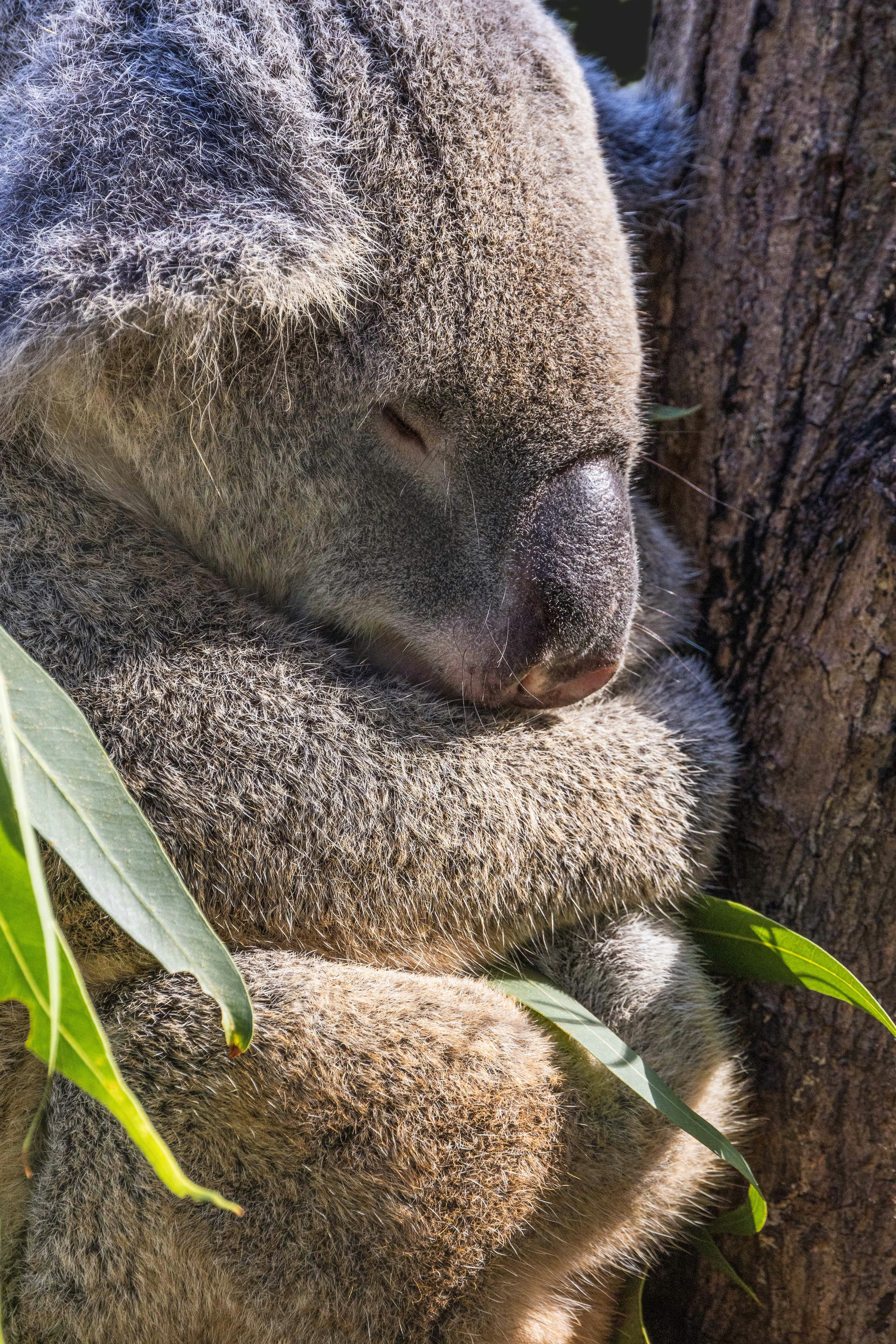 Sleepy koala in a sunlit embrace