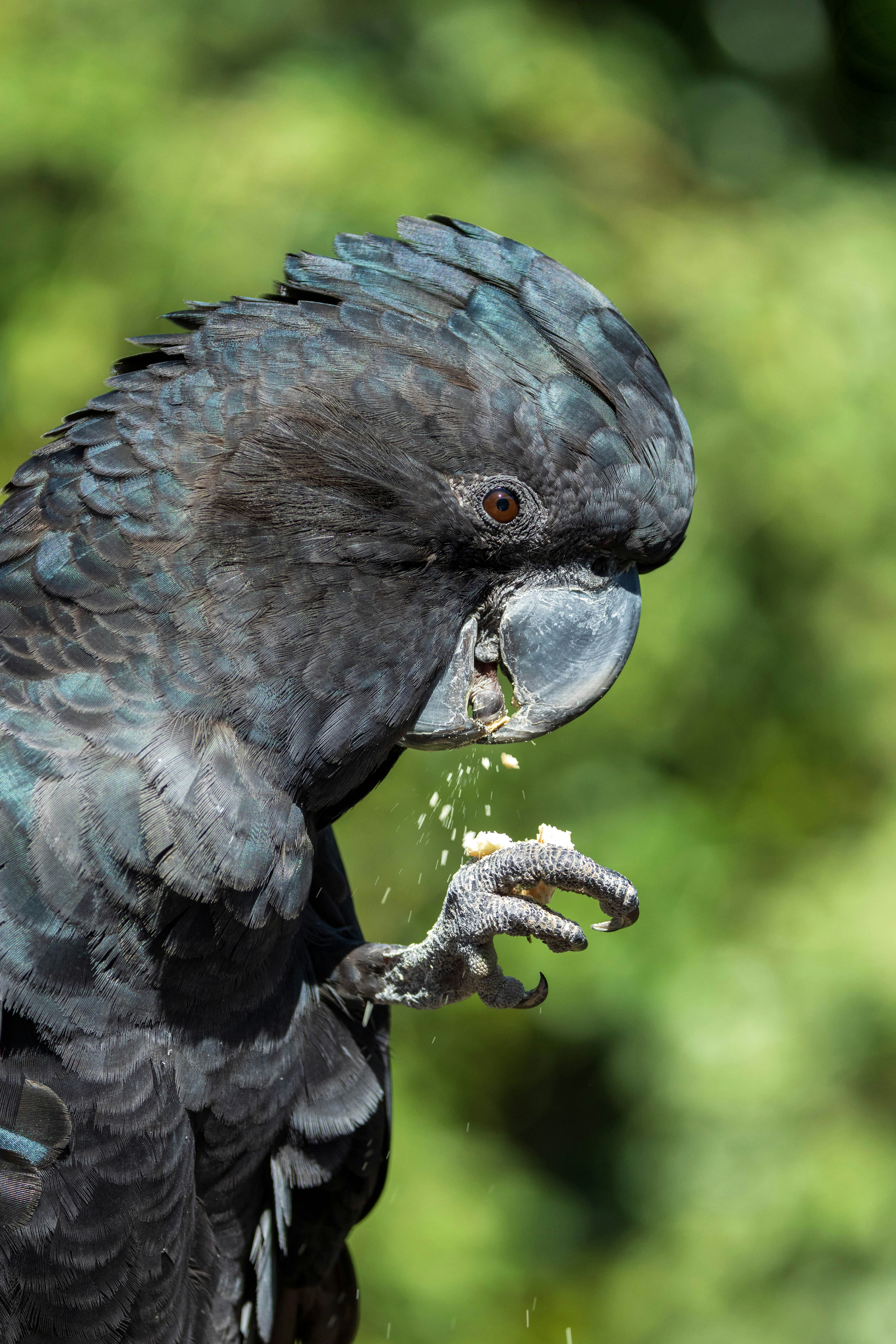 Close-up of a Black Parrot Beak and Droplet Details