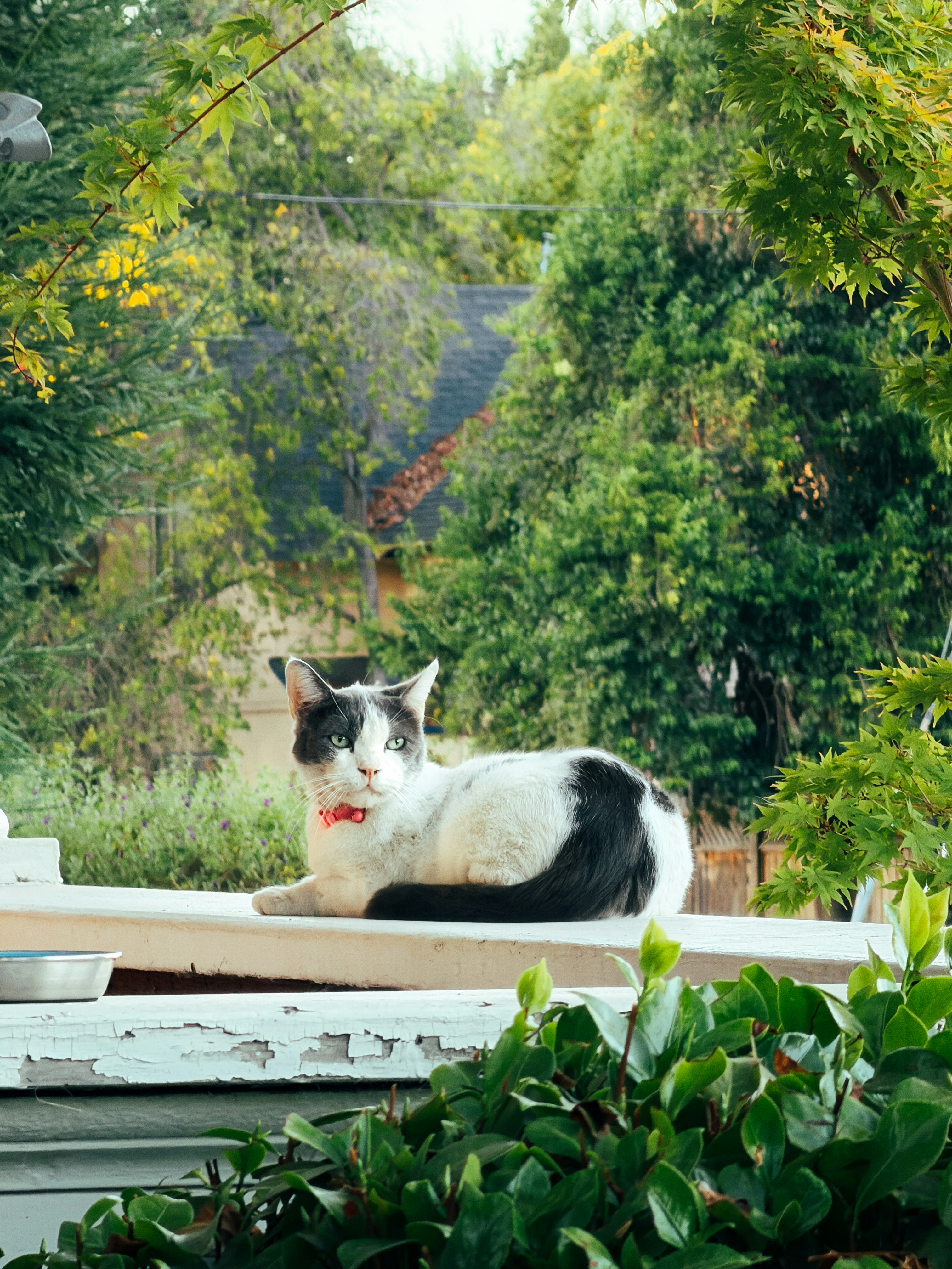 Cat on a sunlit ledge: a curious gaze among ivy and rooftops