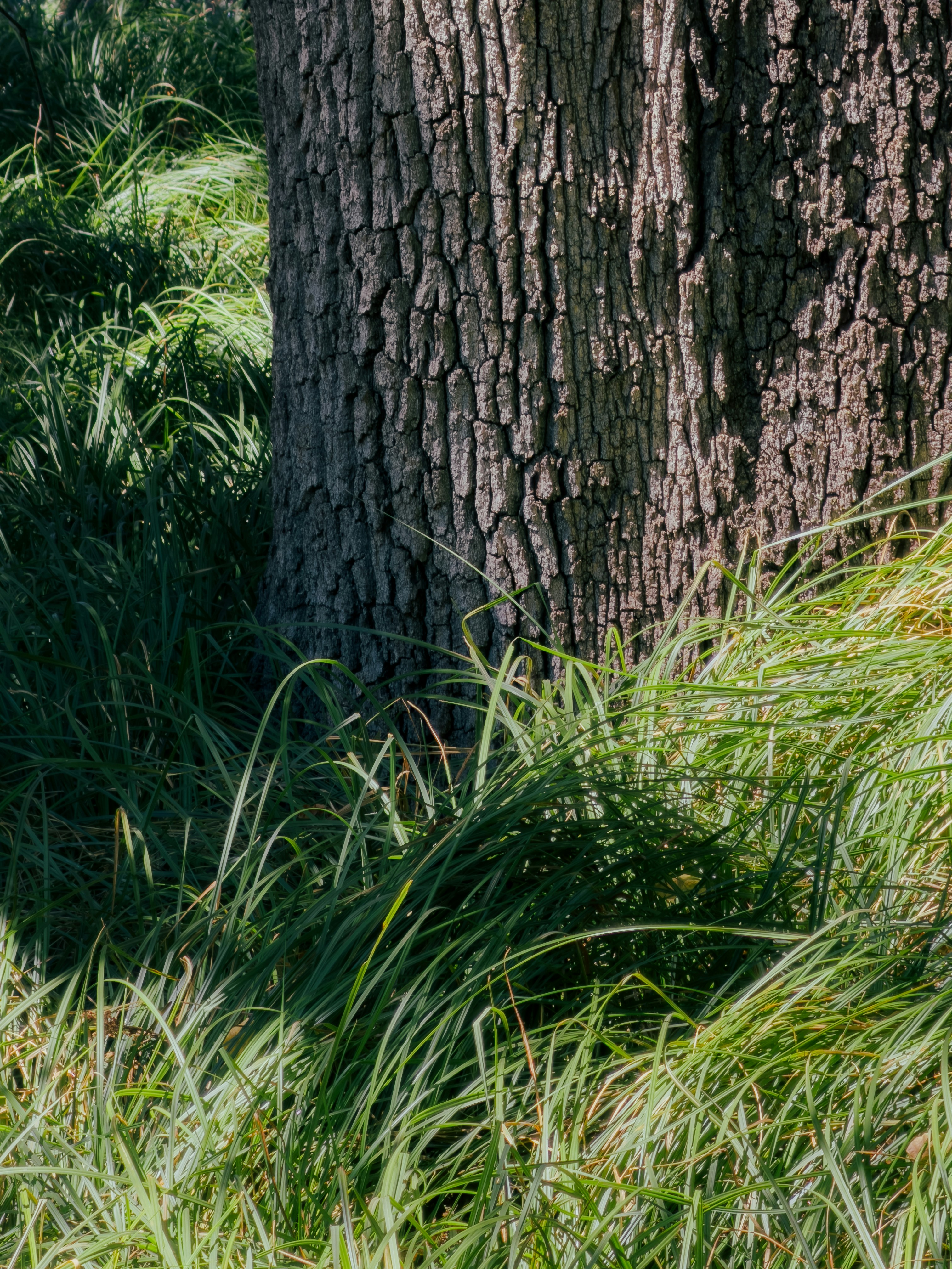 Timeworn Bark and Quiet Grass at Shade’s Edge
