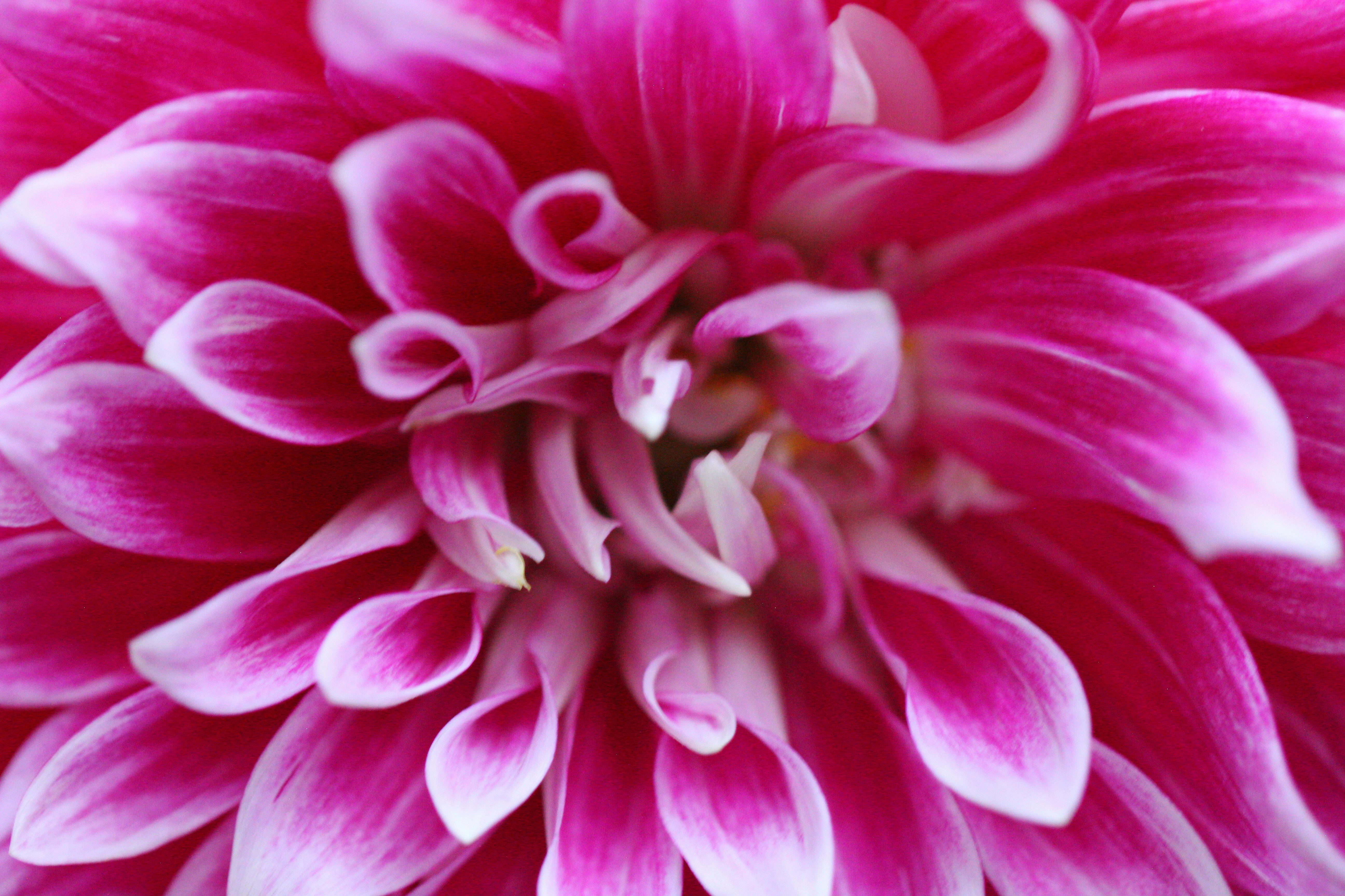Macro Bloom: Close-Up of Pink Petal Symphony