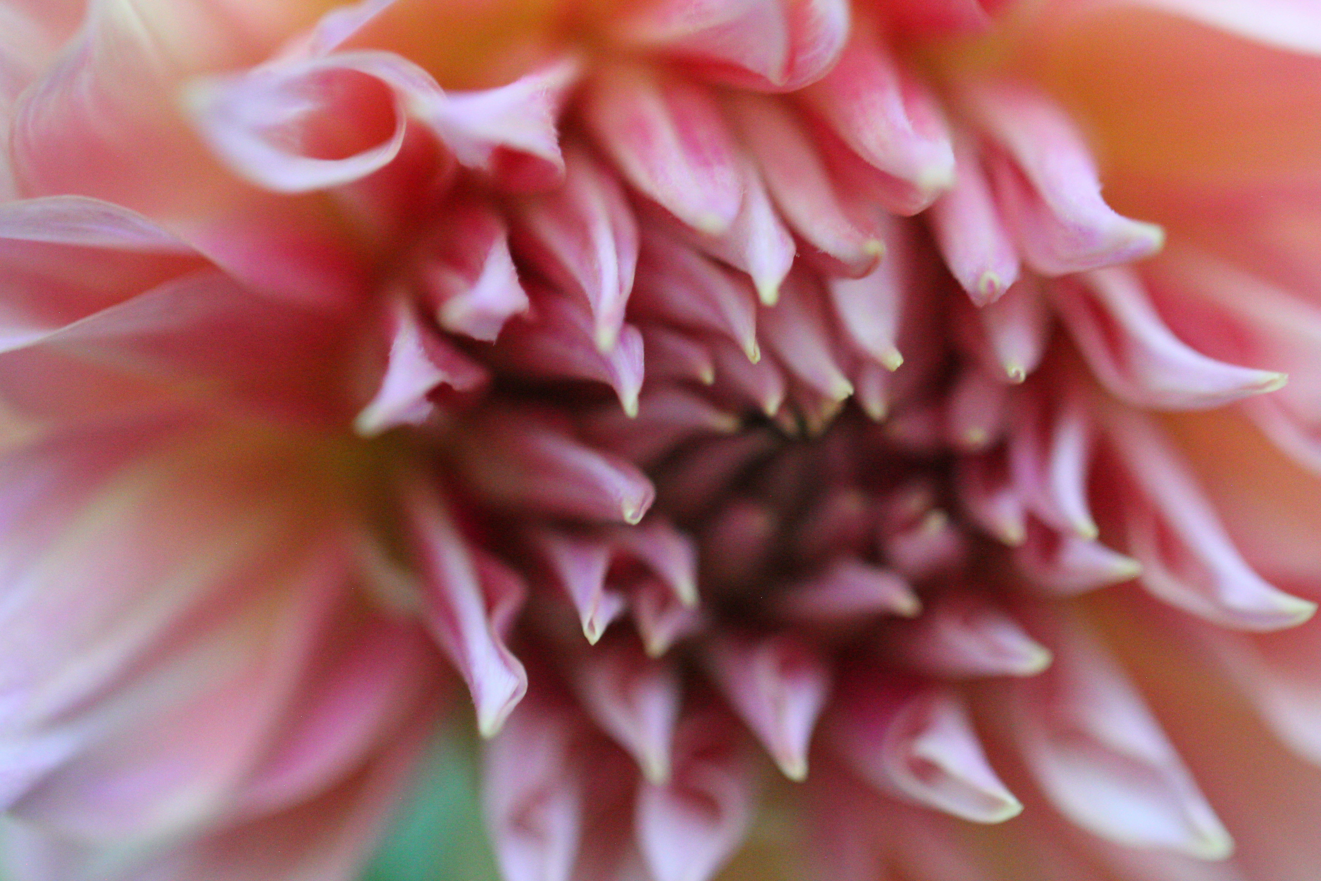 Center Bloom: A Soft Pink Petal Microcosm