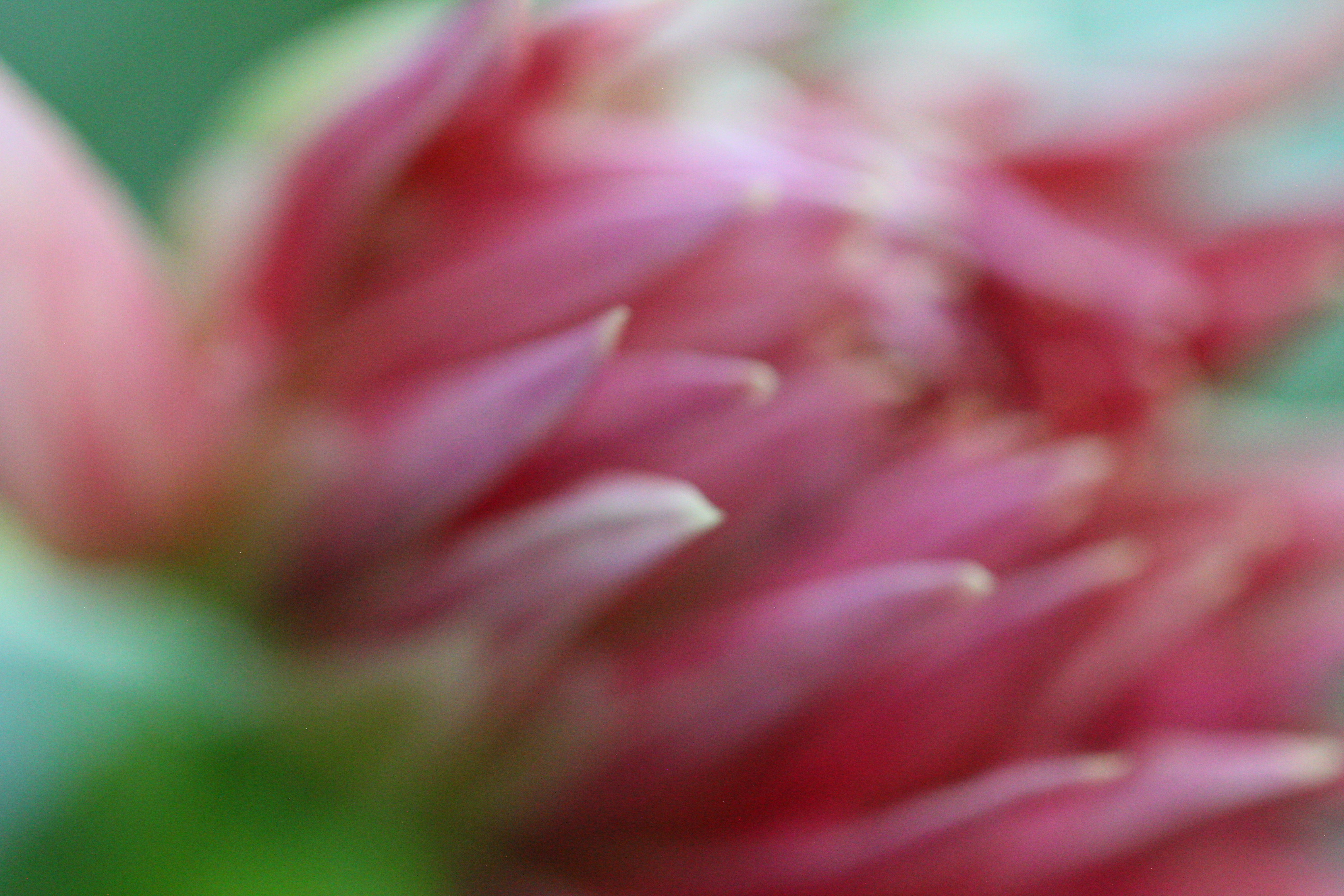 Blurred Bloom: A Soft Close-Up of Petal Whispers