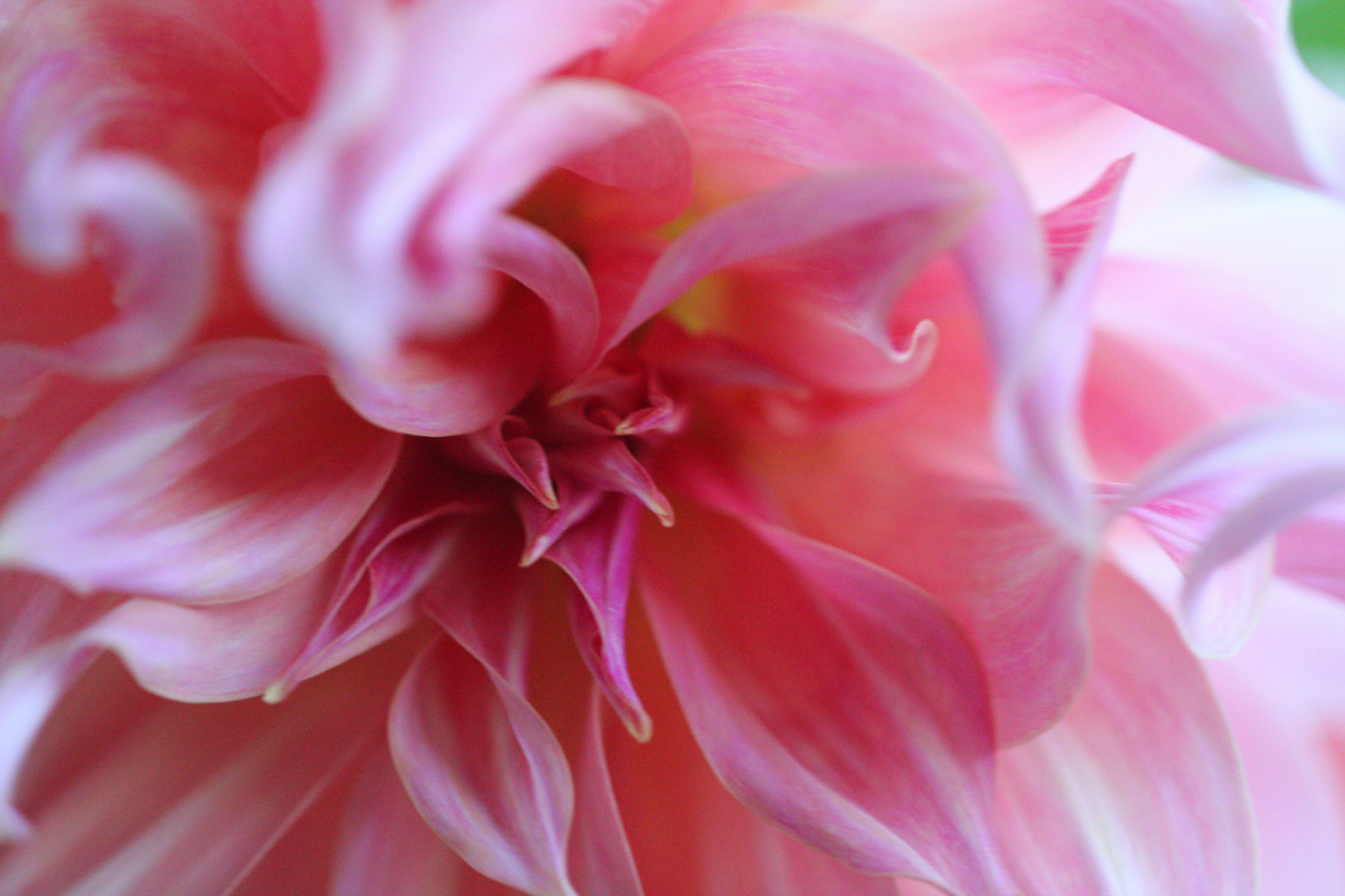 Petals in Soft Focus: A Close-Up of Pink Bloom's Curved Edges
