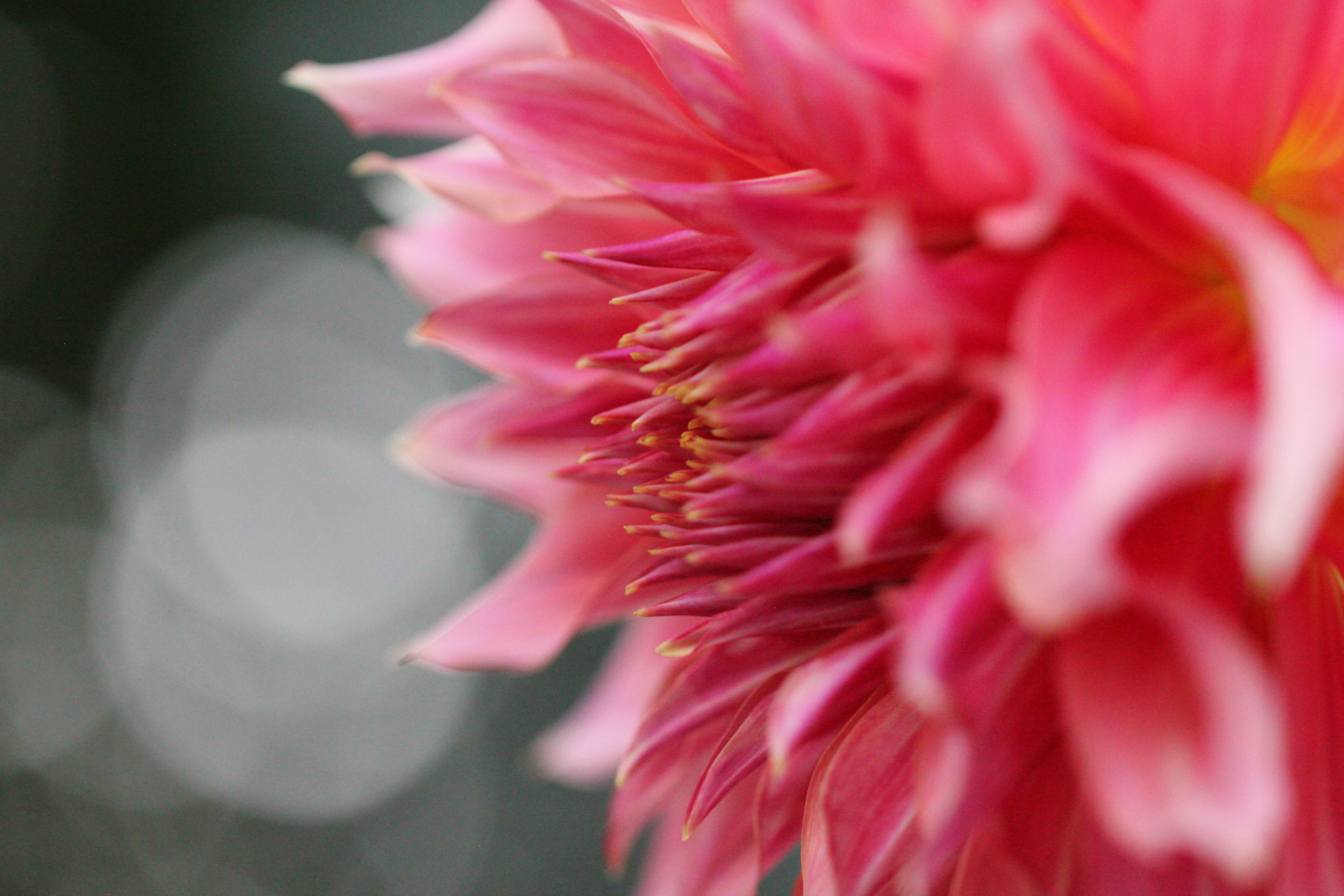 Petals in Focus: a Pink Dahlias Macro Moment