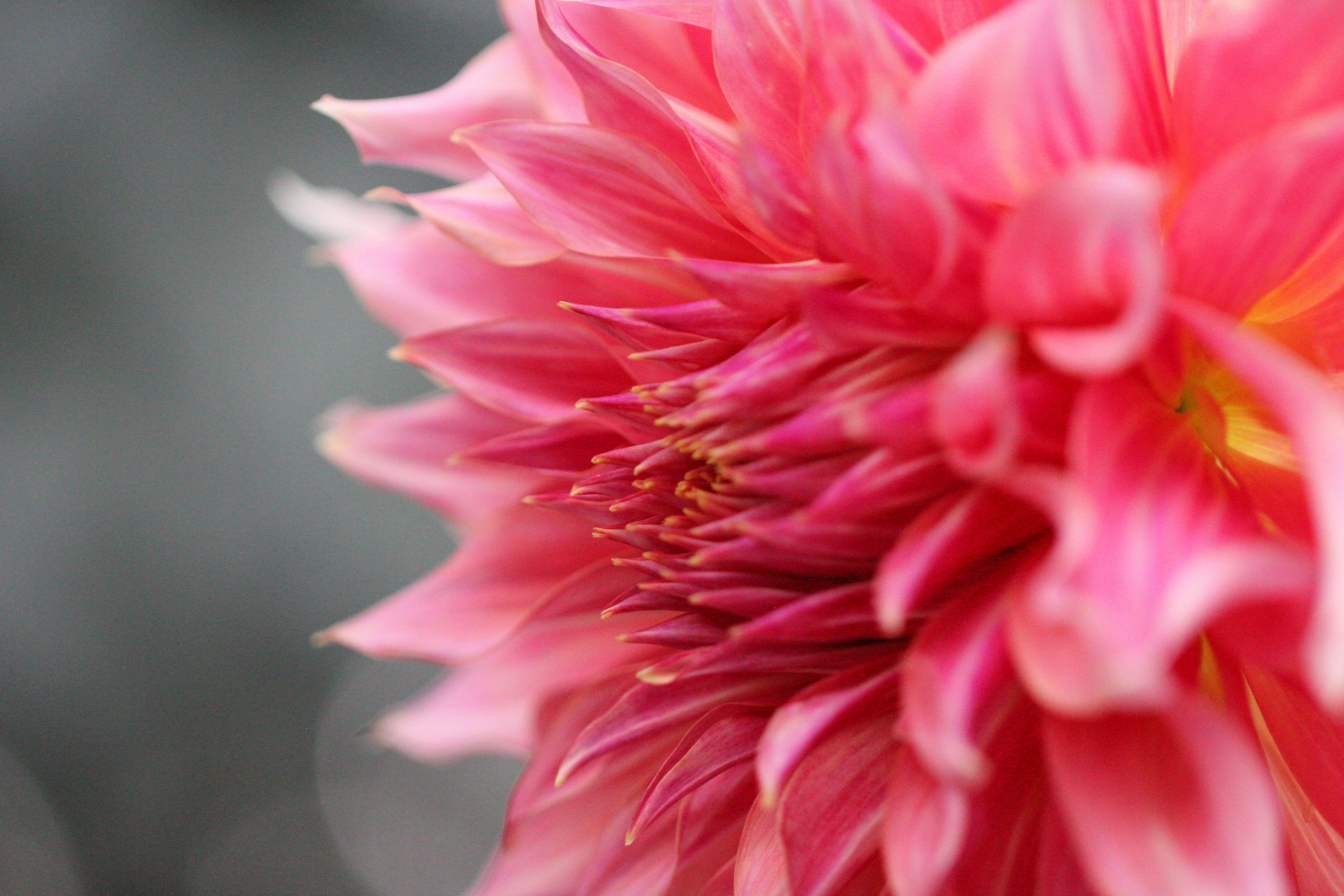 Petals in Focus: A Flaming Burst of Pink and Yellow