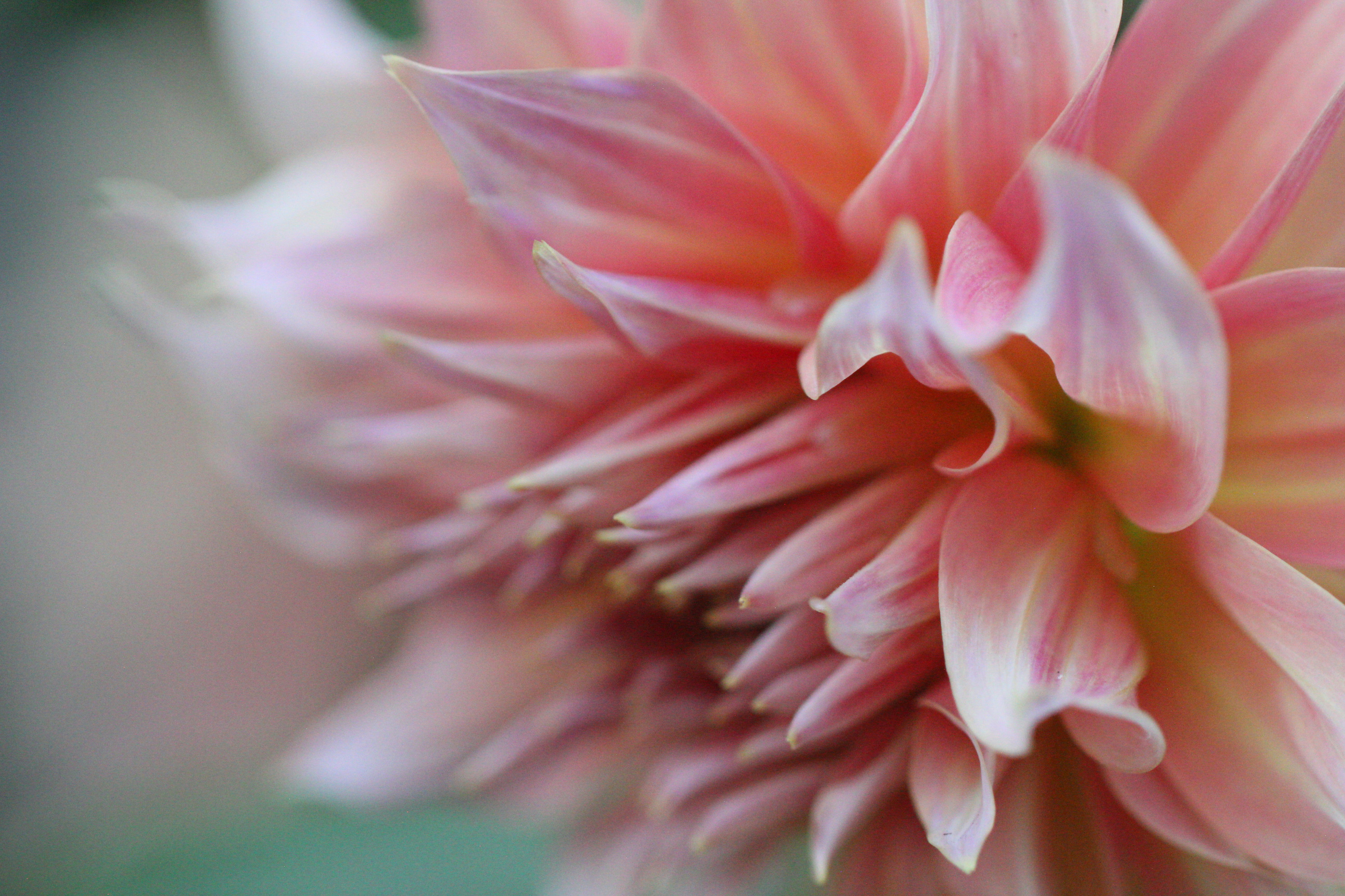 Petal Radiance: a close-up of a coral-pink dahlia curling into soft edges