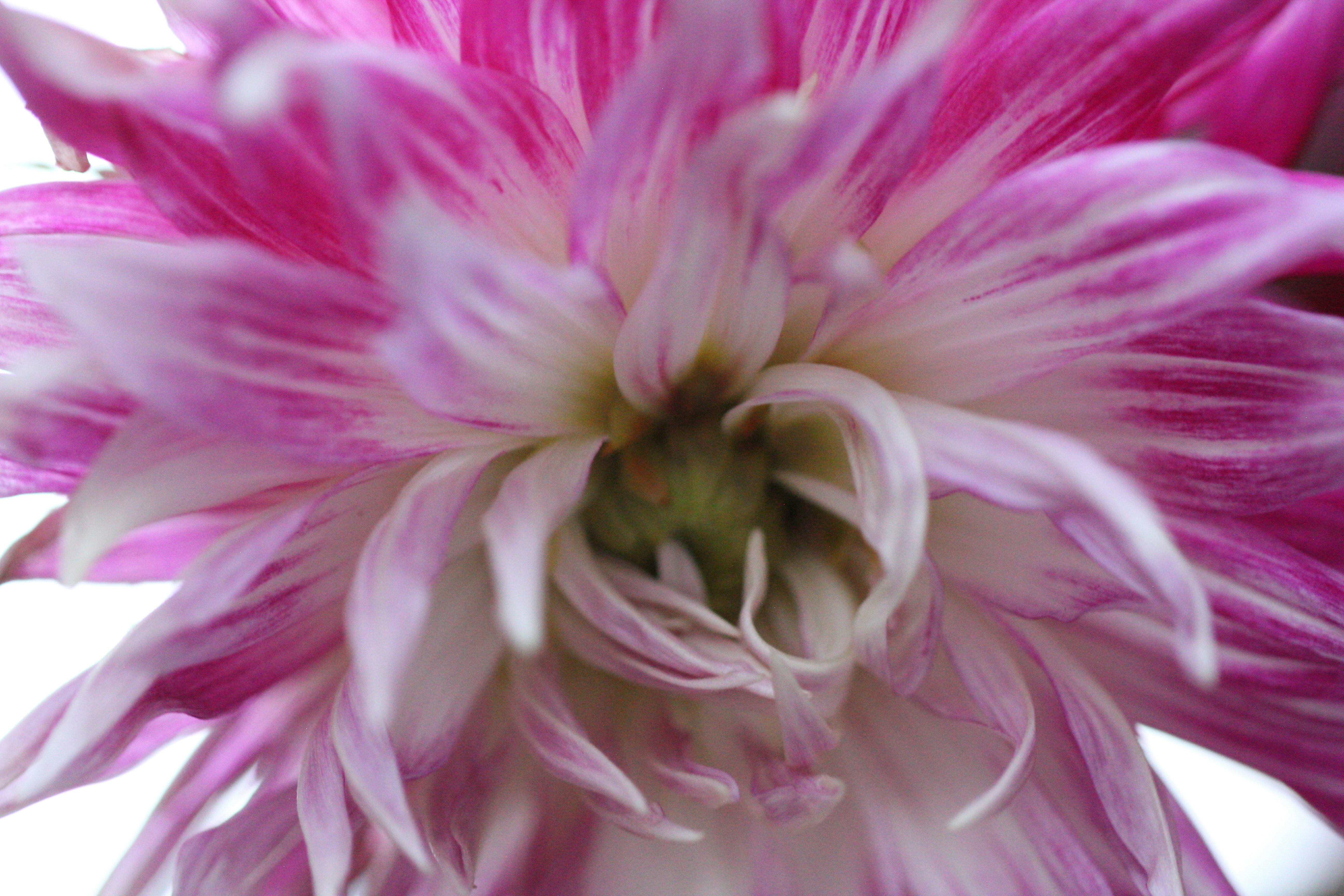 Petaled Vortex: A Bloom Close-Up with Soft White Backdrop